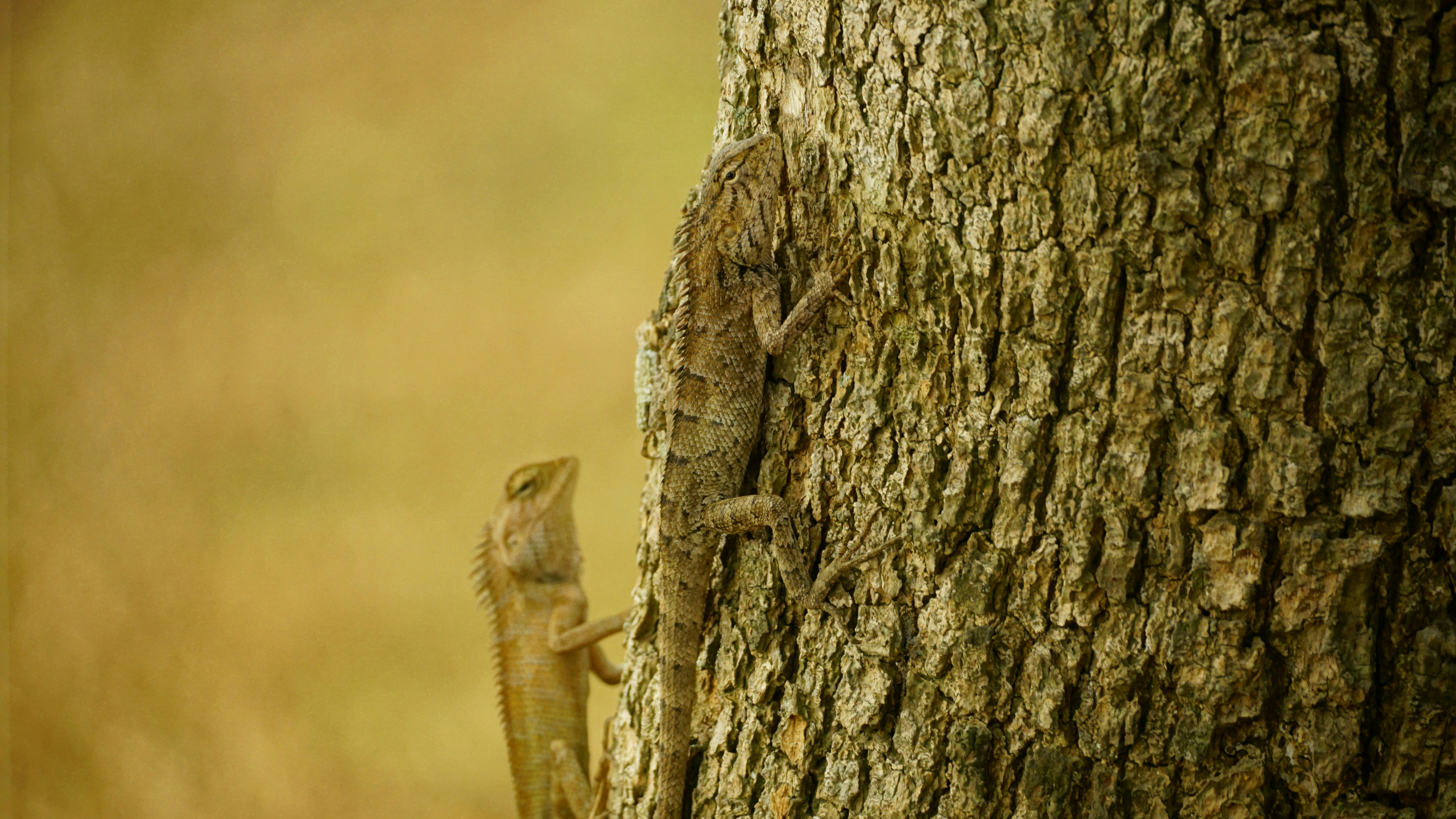 Lizards in Harmony: Nature's Camouflage