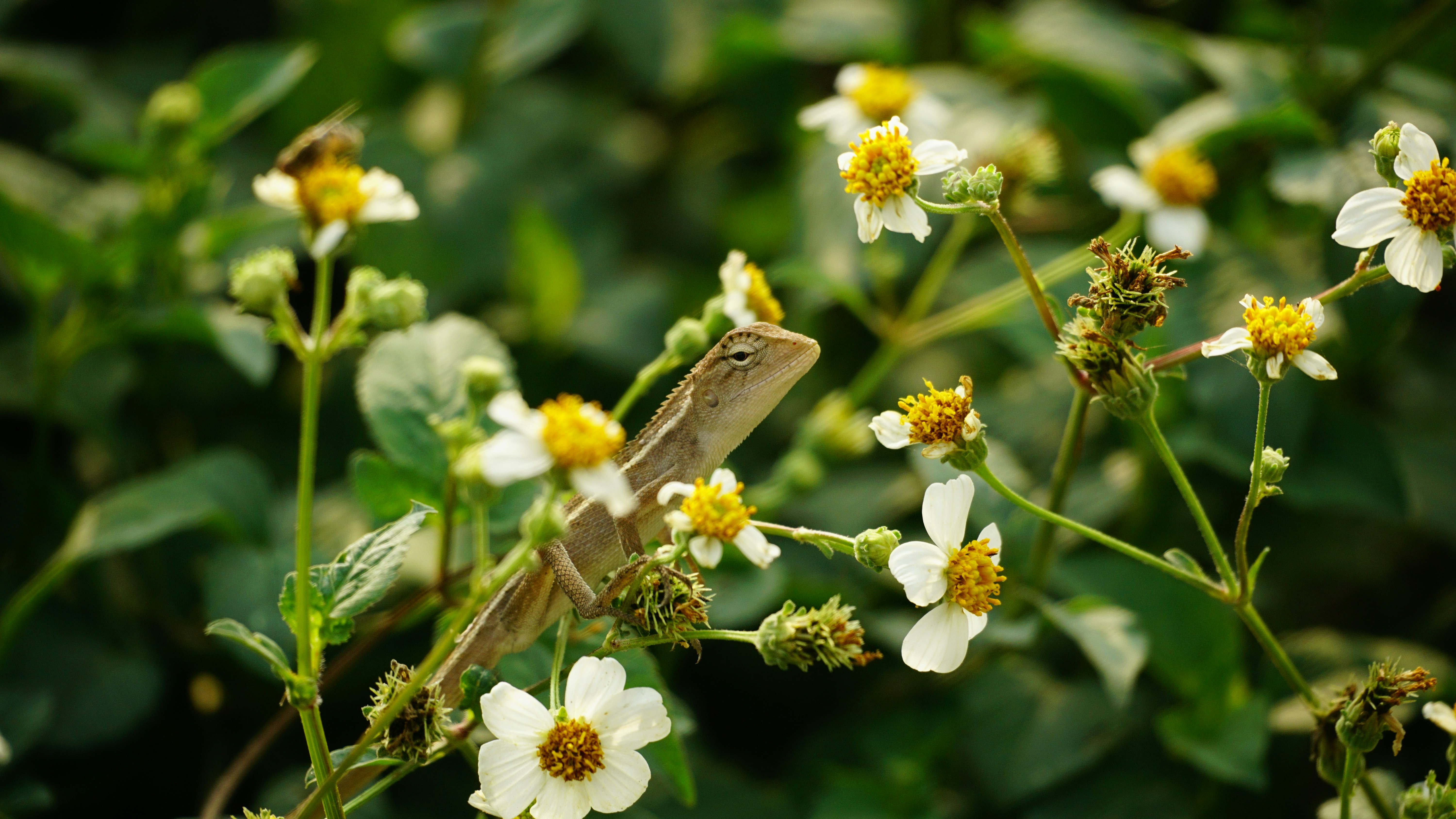 Amber Moth on White-Gold Blooms: A Quiet Pollinator Moment