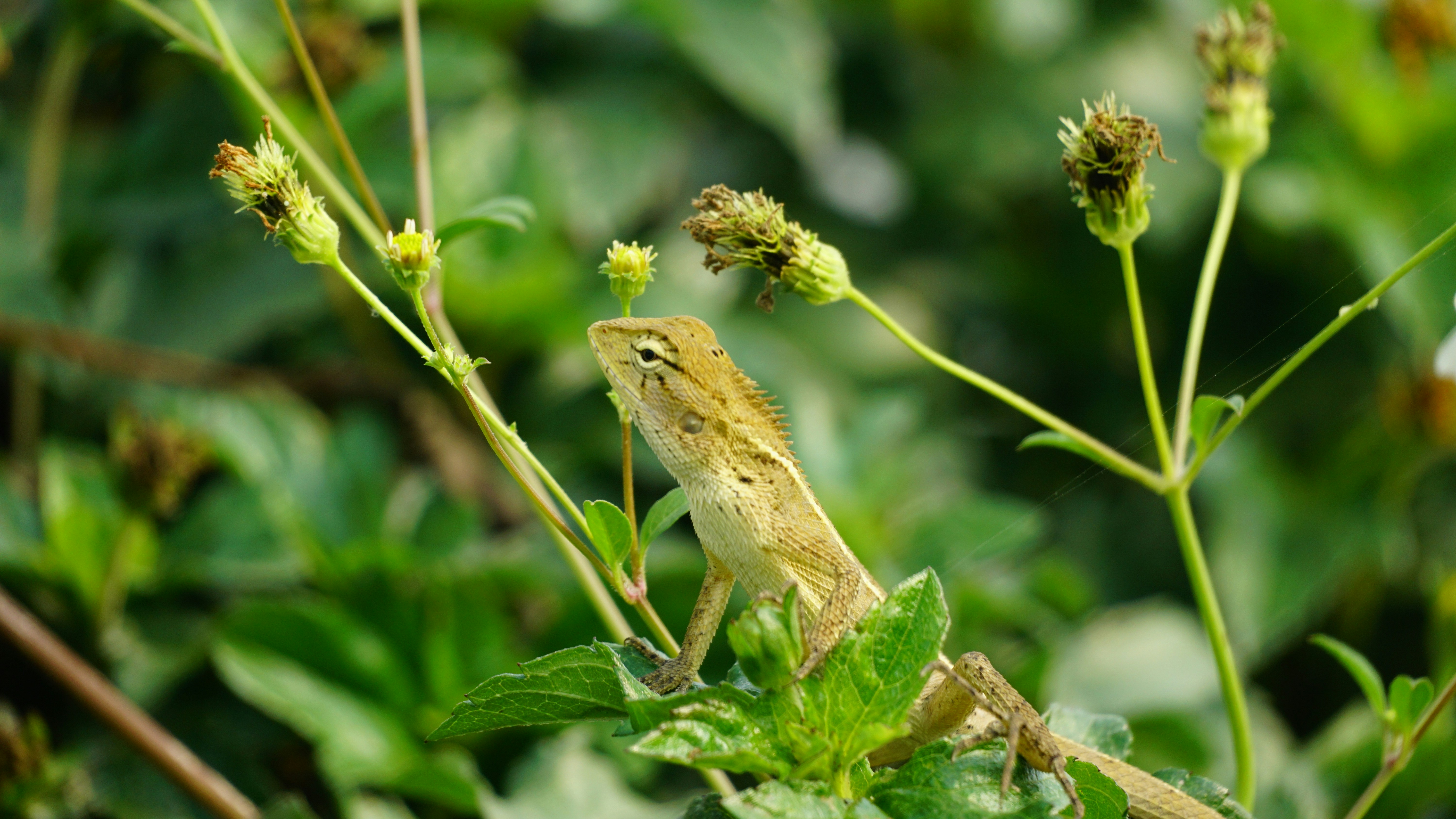 Perched in Green: A Lizard Among Garden Stems