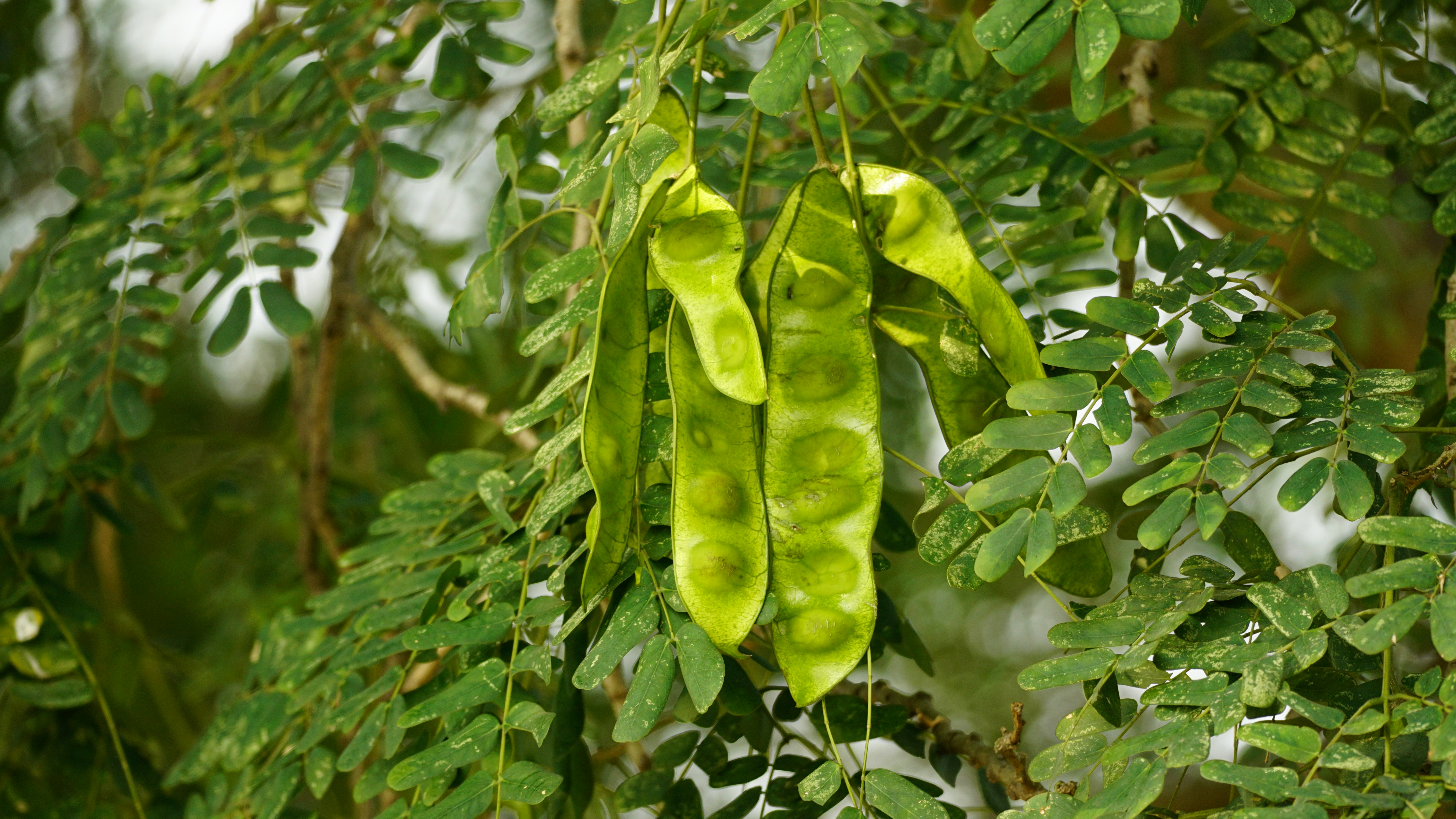 Vibrant green seed pods hanging among lush foliage, showcasing the intricate details of nature's design.