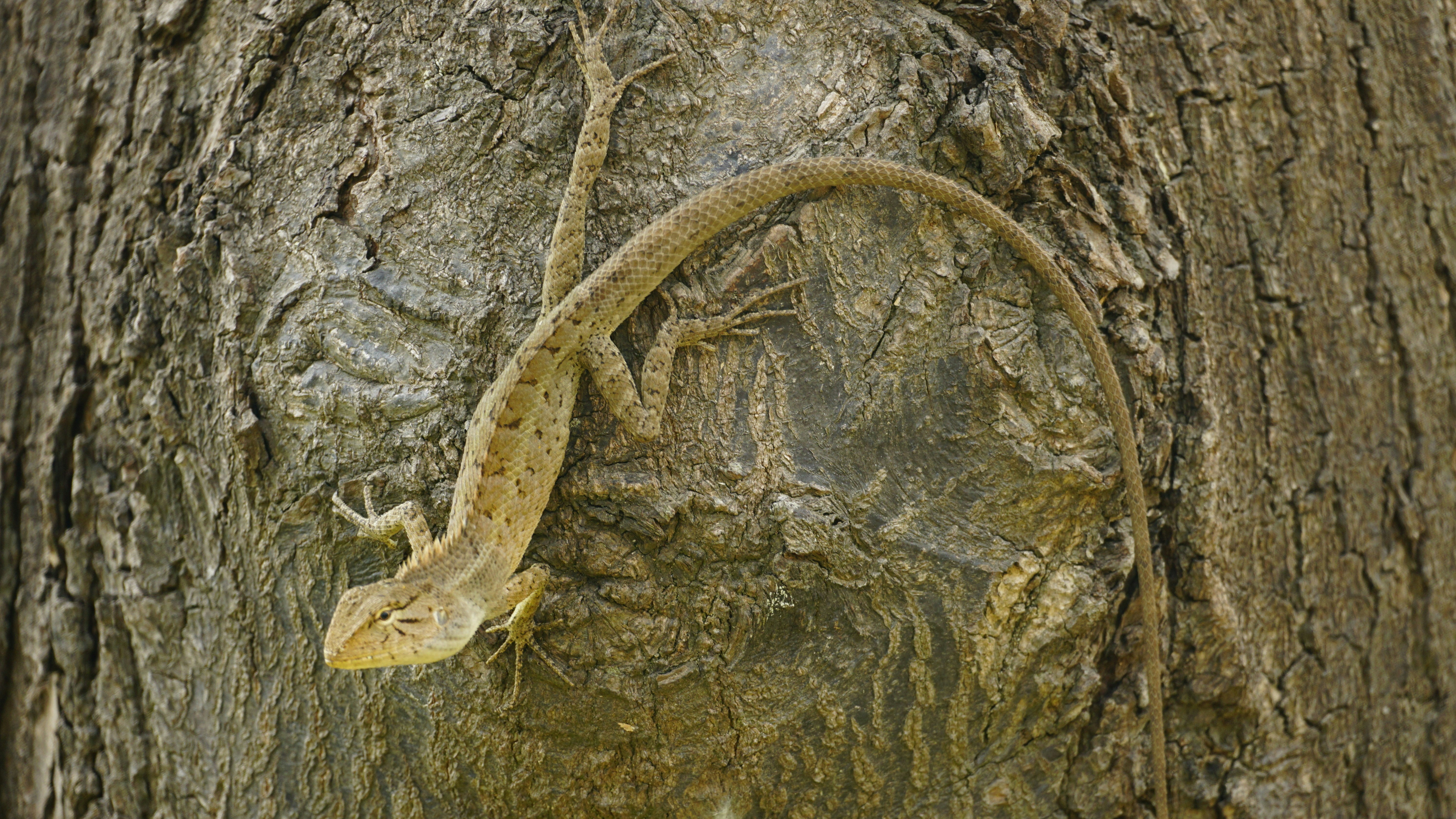 Nature's Camouflage: The Hidden Lizard