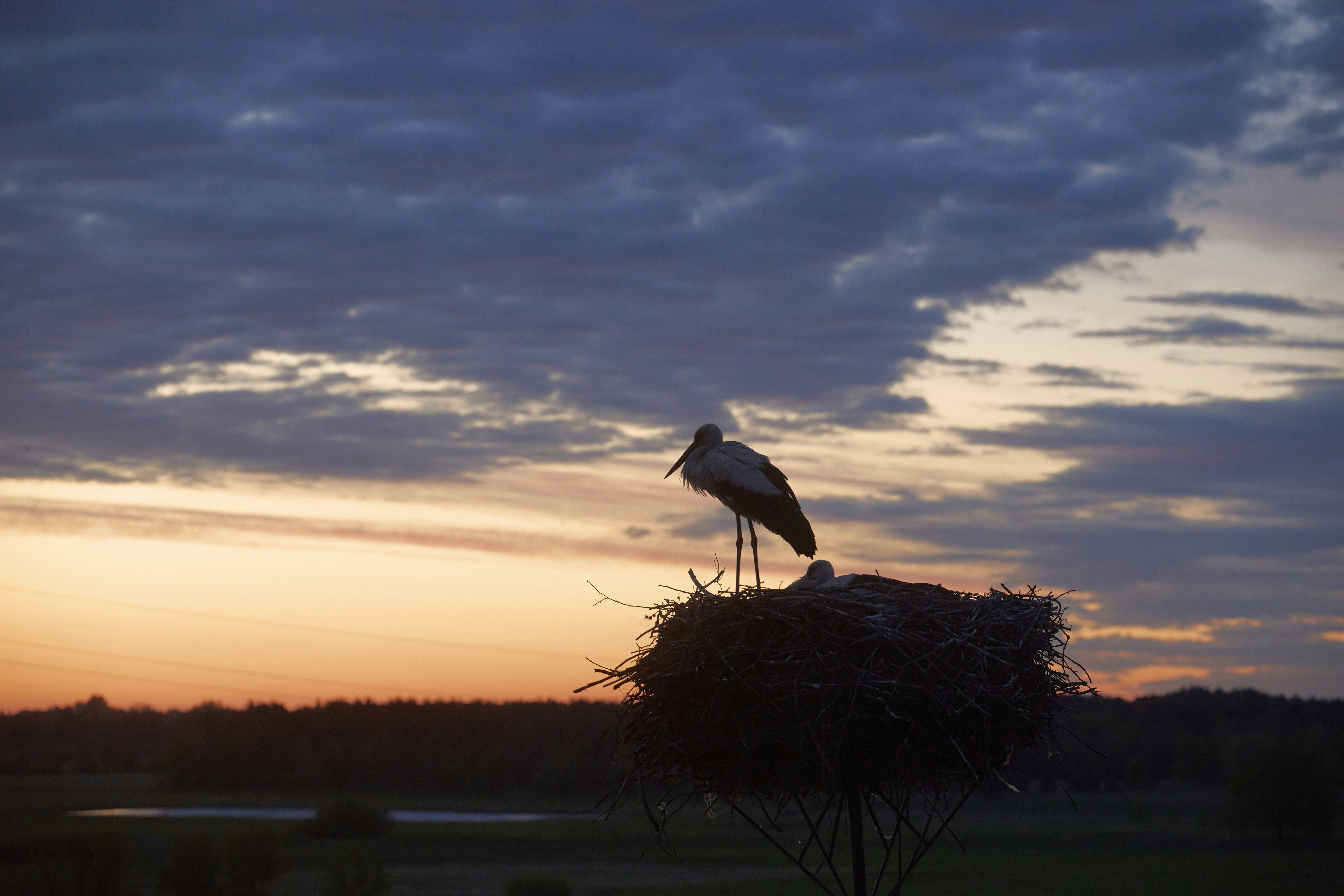 Sunset Silhouette: A Stork Perched on Its Nest as Daylight Fades