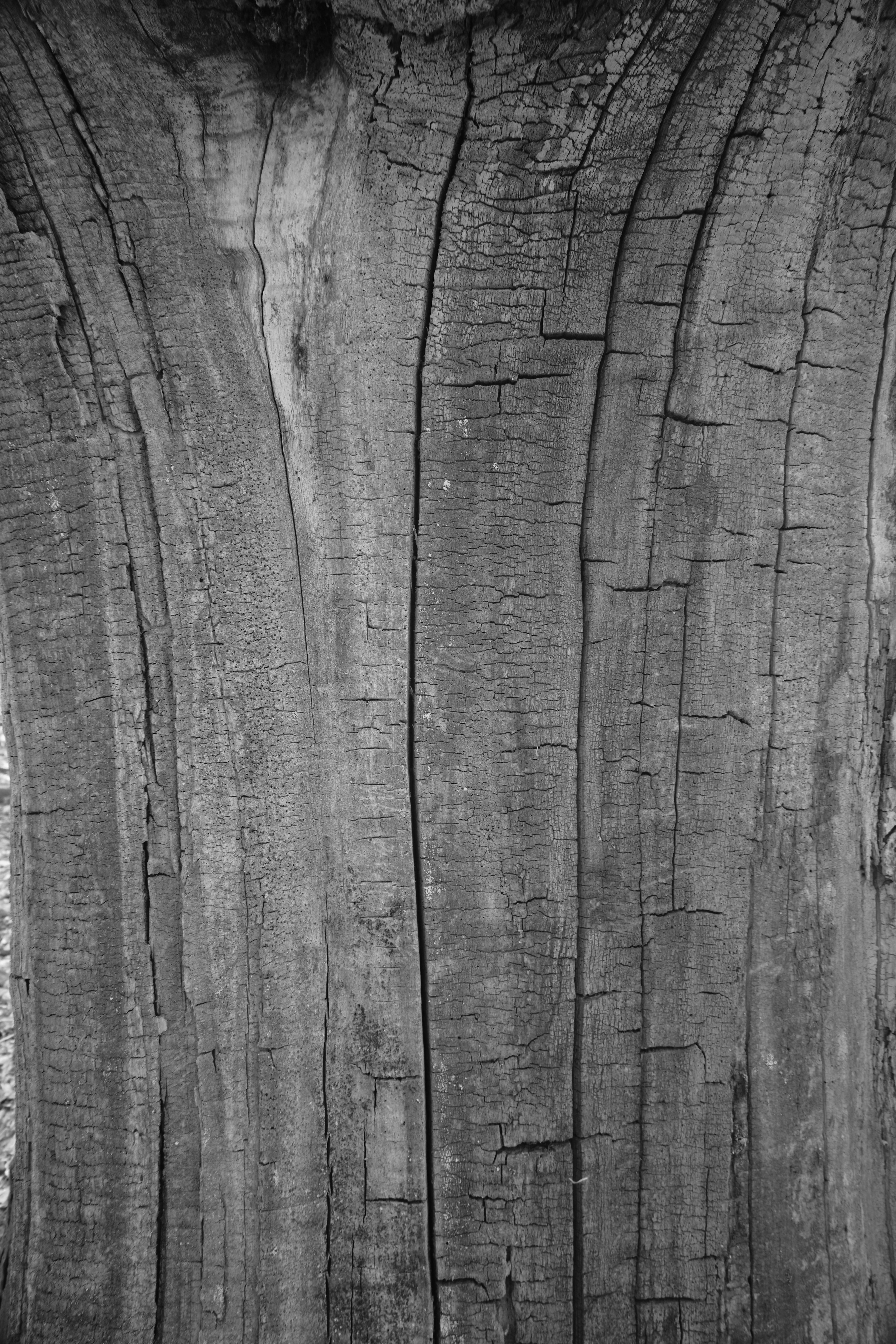 Close-up black and white texture of weathered wood grain.