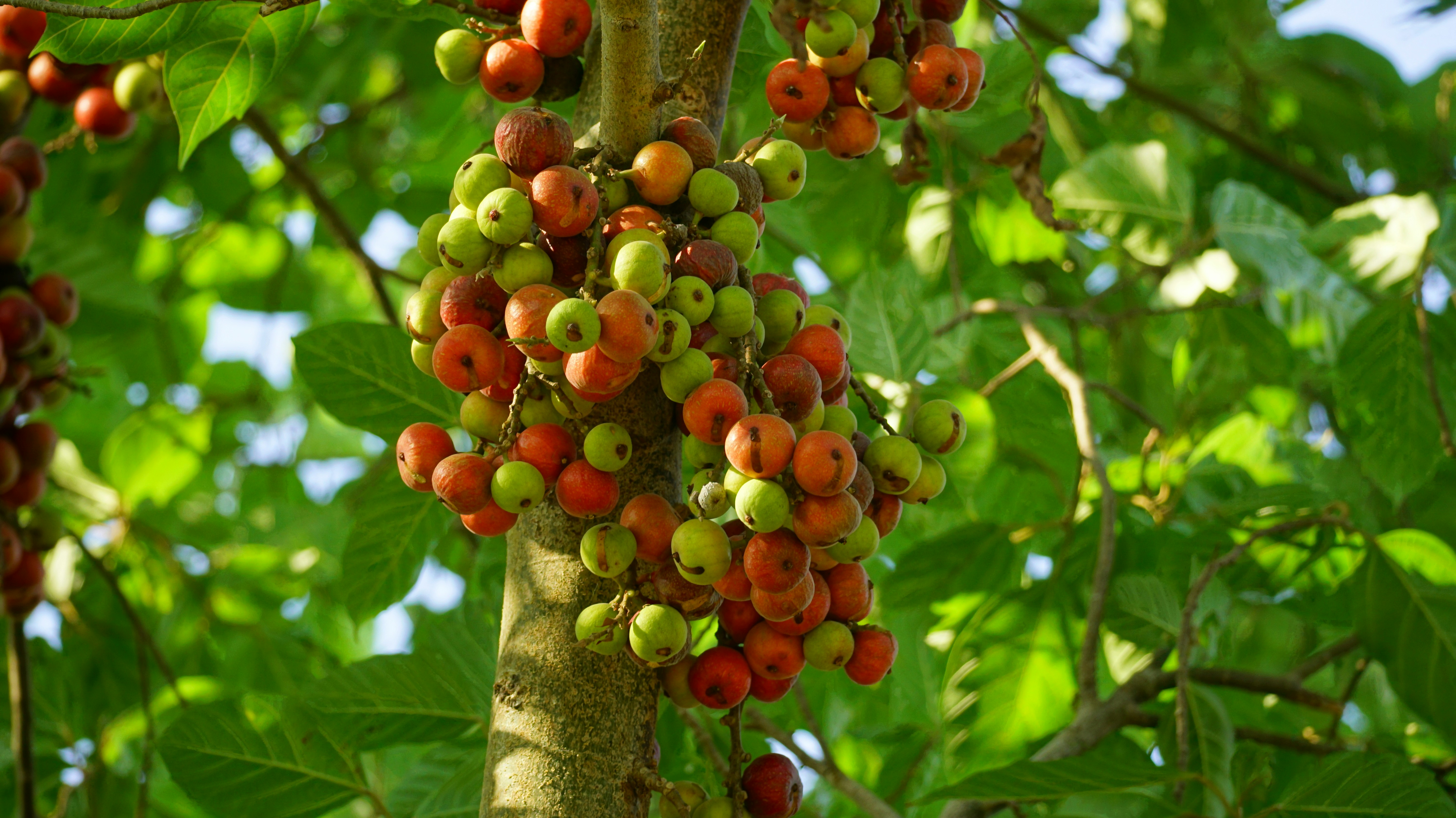 Sunlit Rowan Berries: Green-to-Orange Clusters on a Trunk