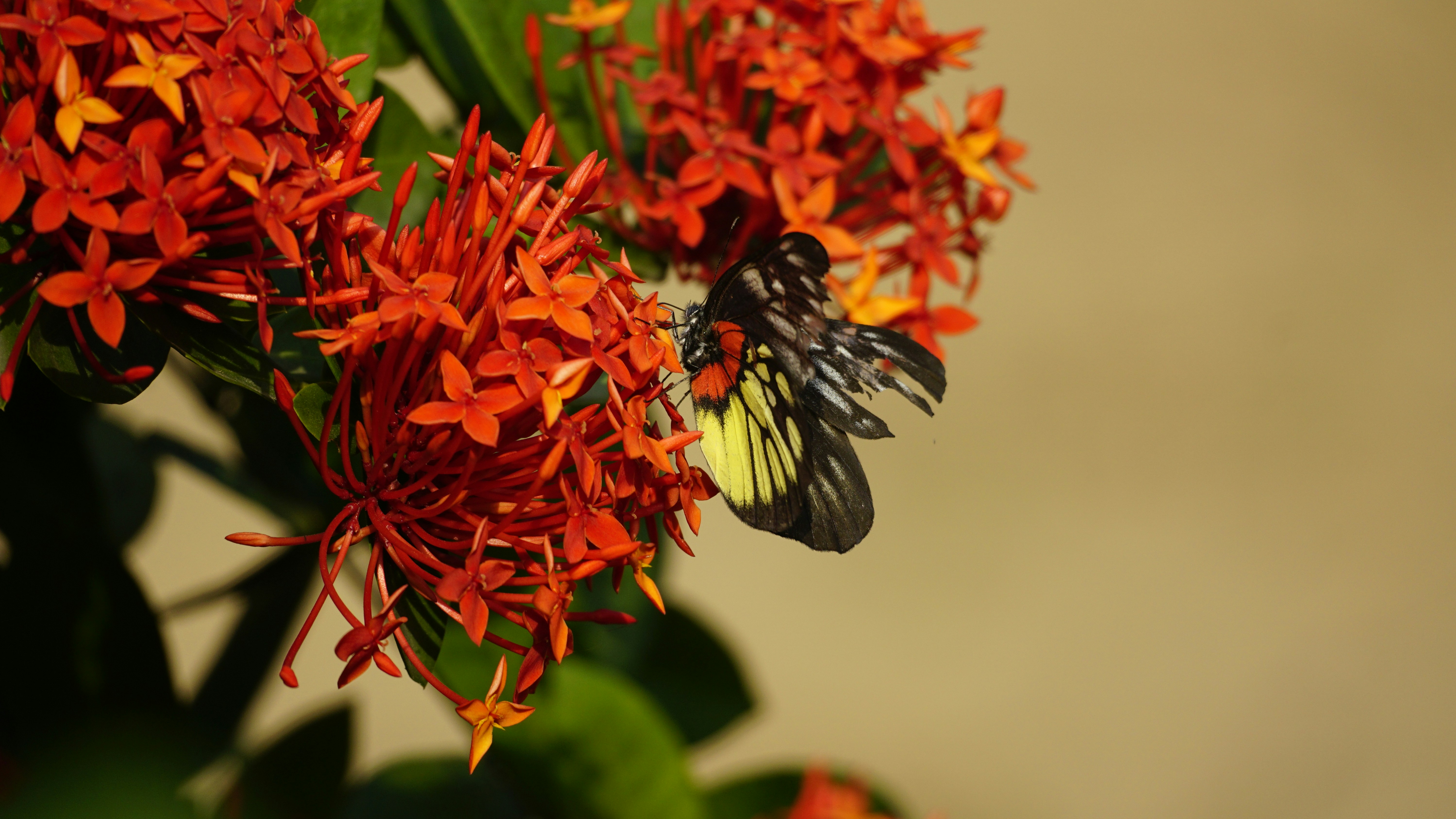 A butterfly gracefully feeding on vibrant orange flowers, showcasing intricate wing patterns against a soft background.