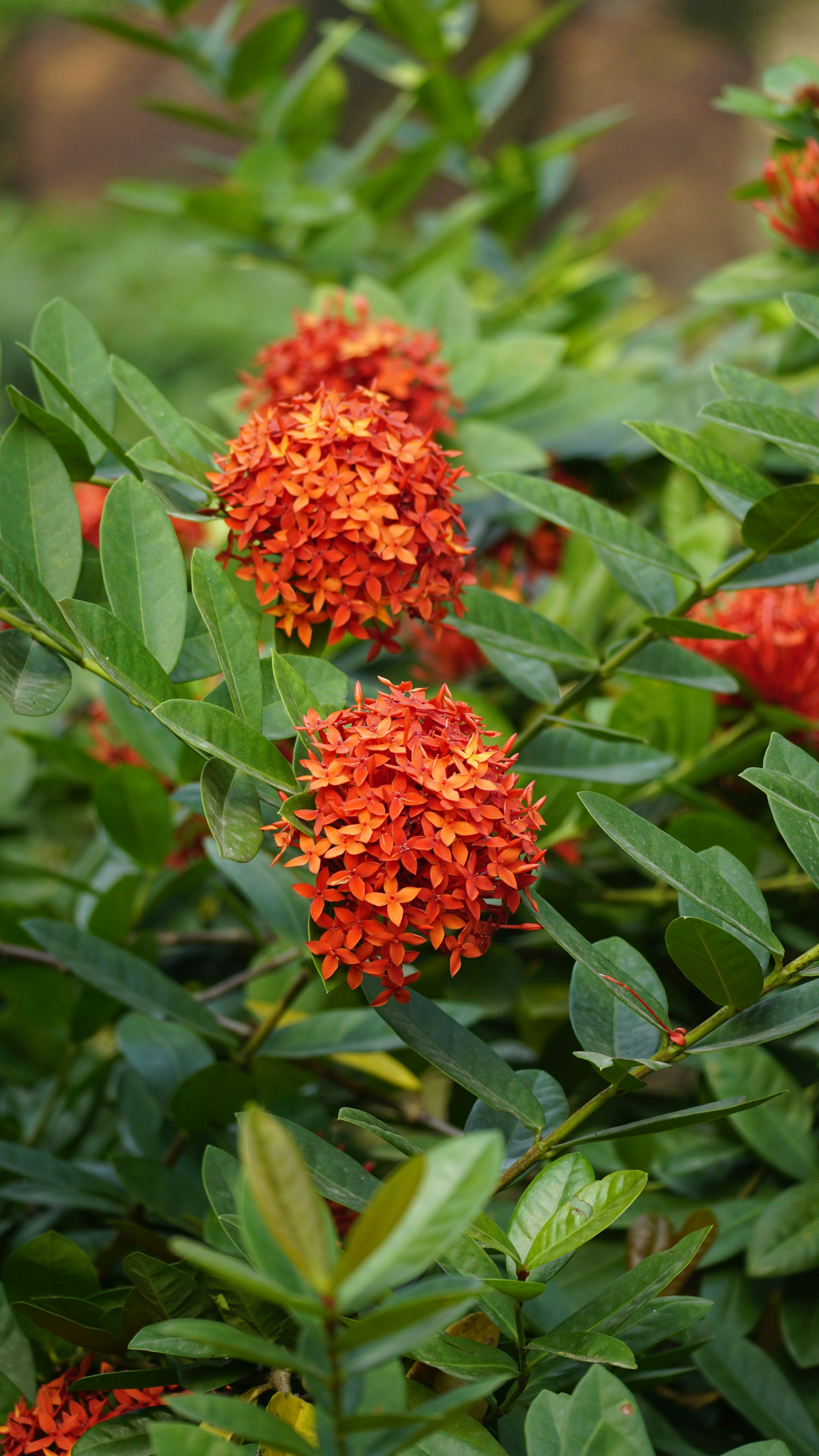 Ember Clusters Nestled Among Jade Leaves