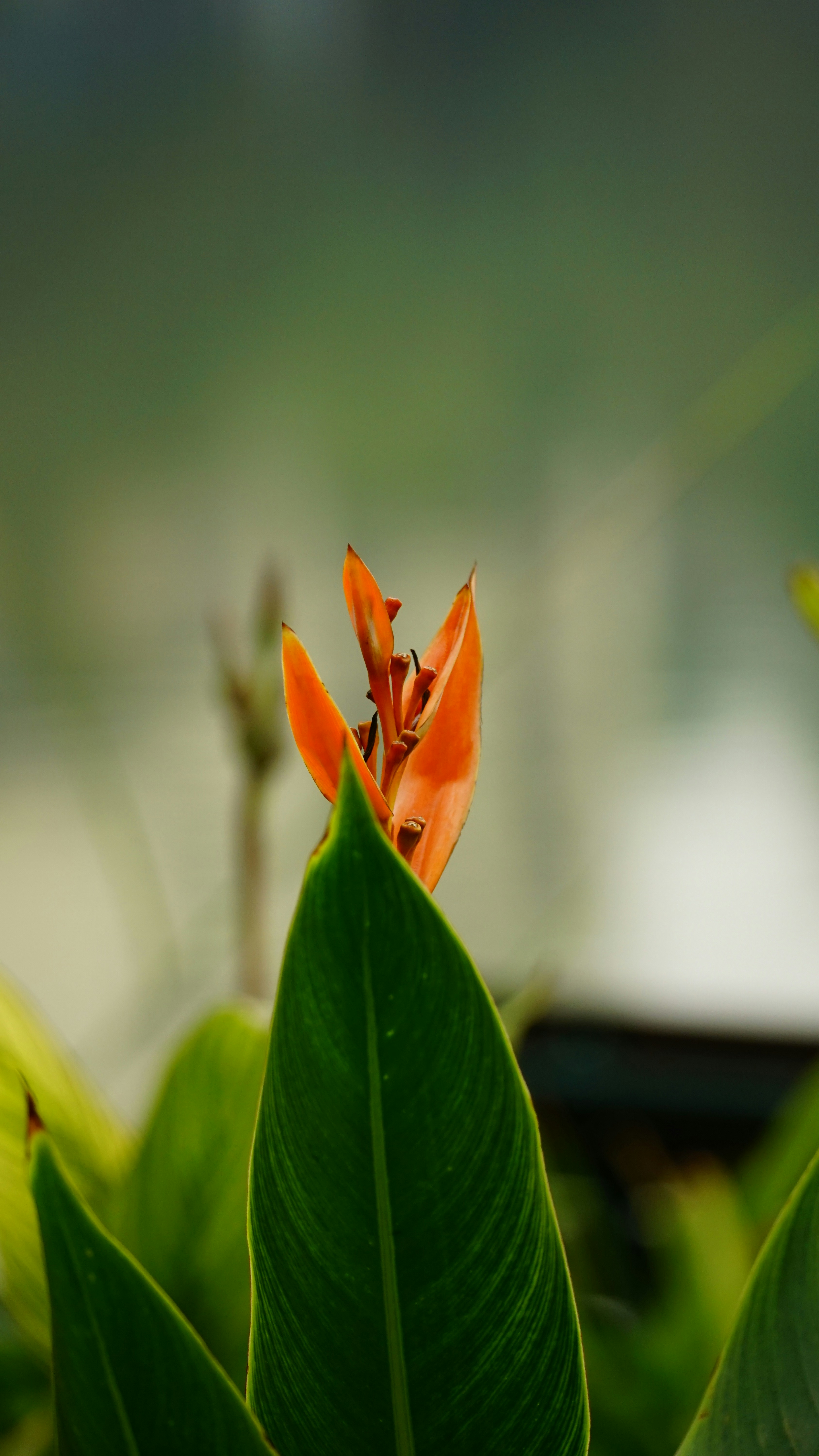 Emergence of Orange Bracts from Quiet Green Foliage