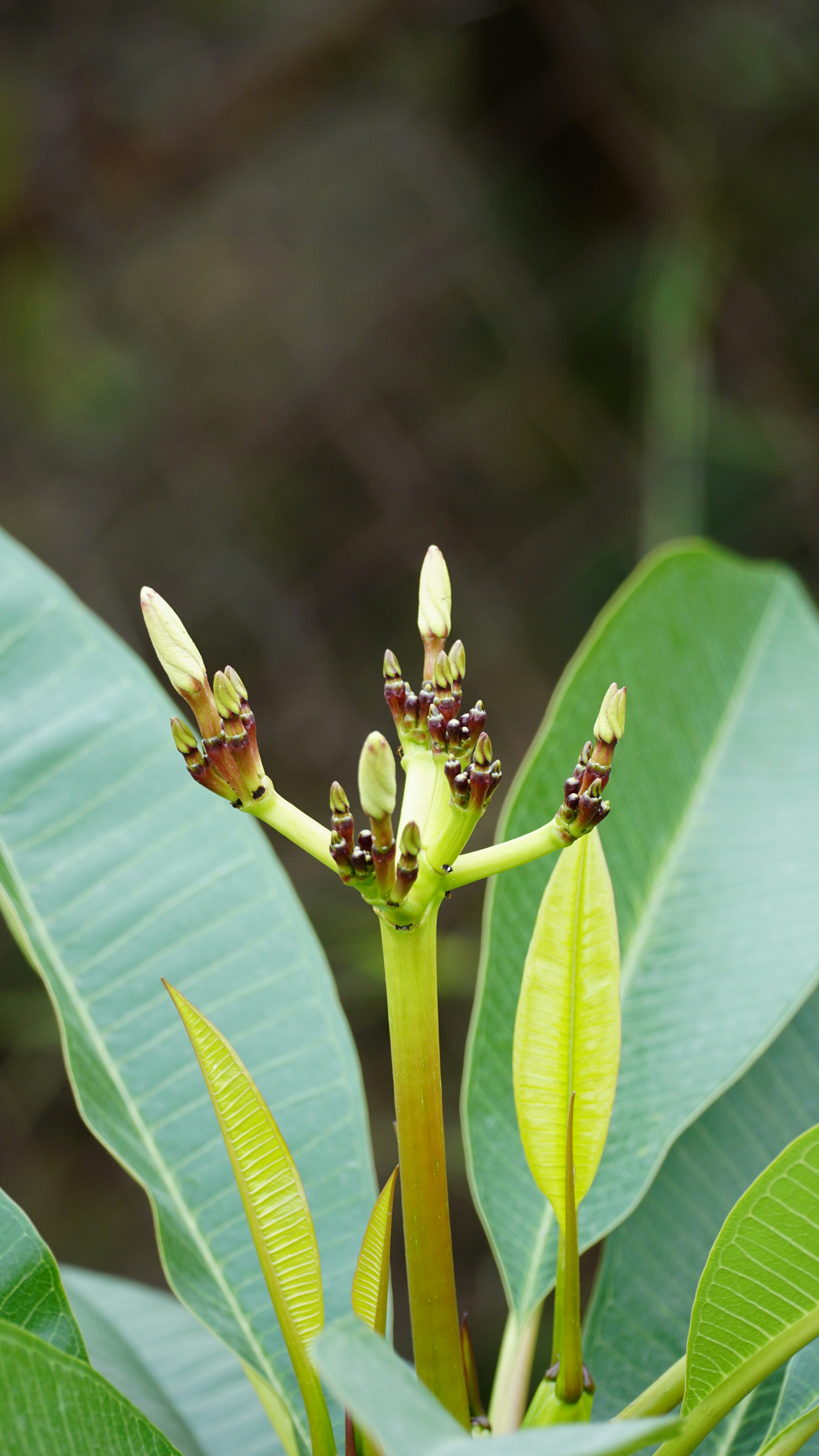 Emerging Life: The Promise of New Blooms