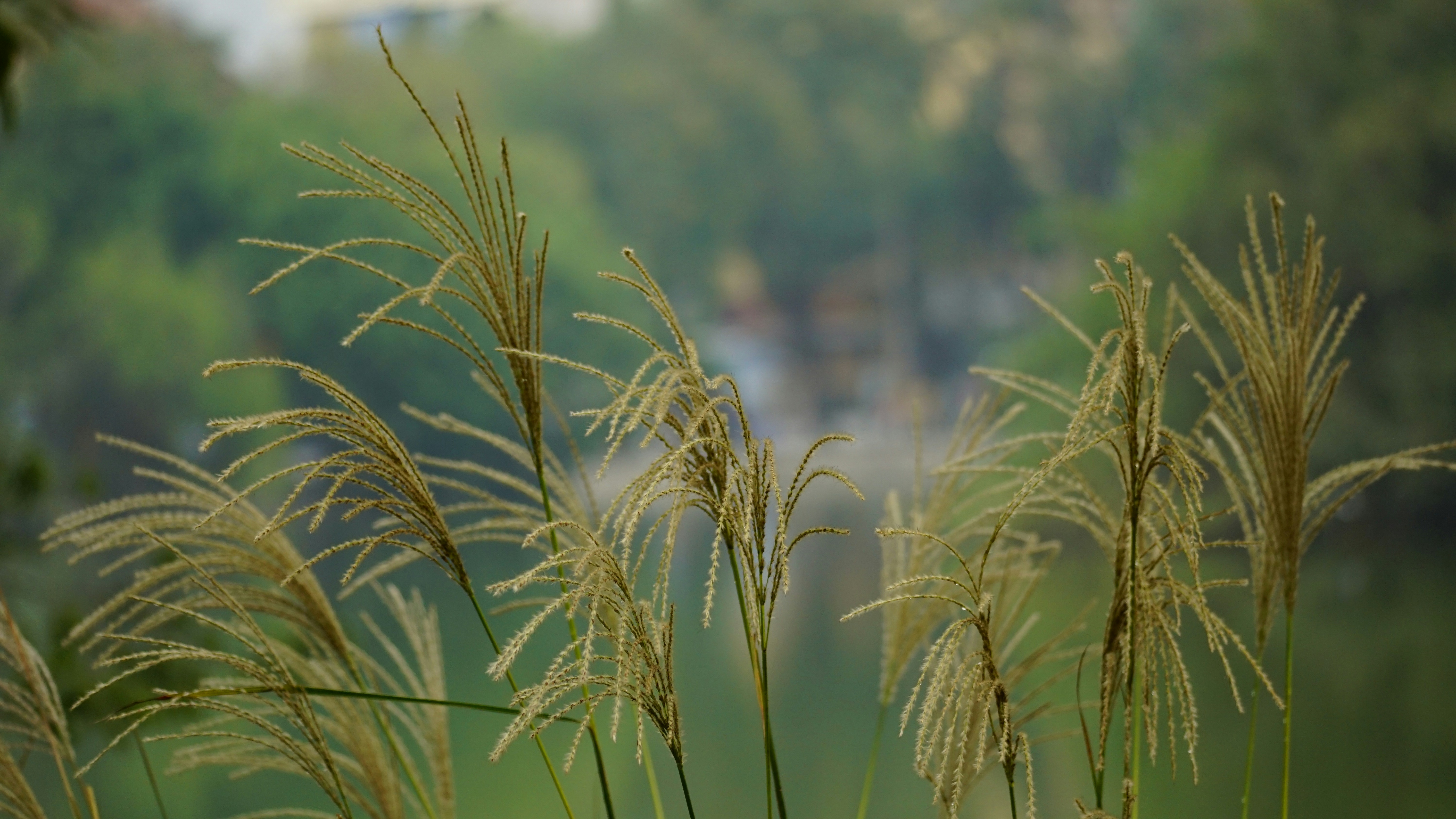 Delicate grass swaying softly in the breeze, framed by a serene water backdrop. The scene captures the tranquility of nature.