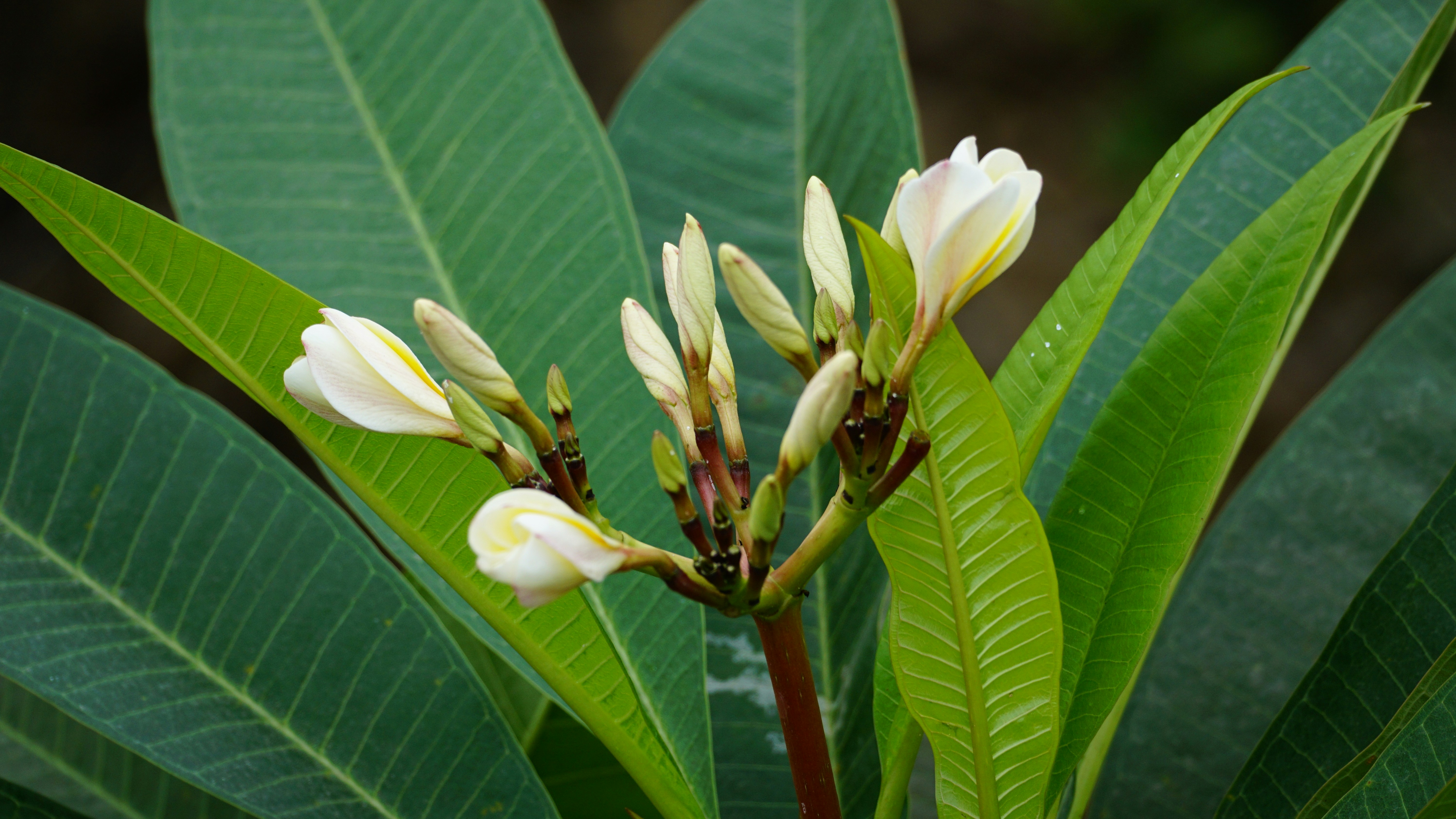 Tender Plume of Green: A Fragrant Bloom Emerging from Broad Leaves