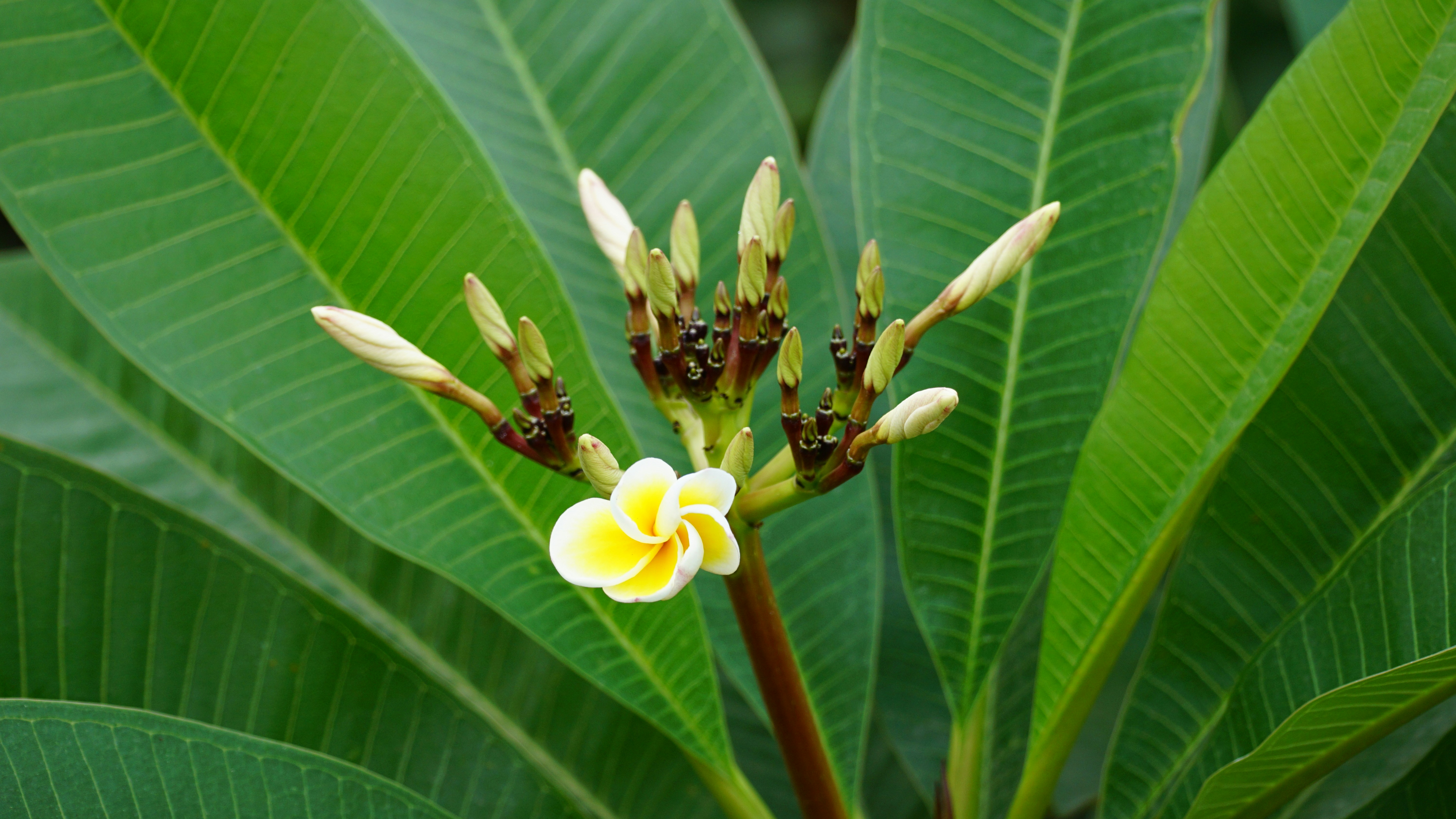 Center Blossom Amid Verdant Fronds