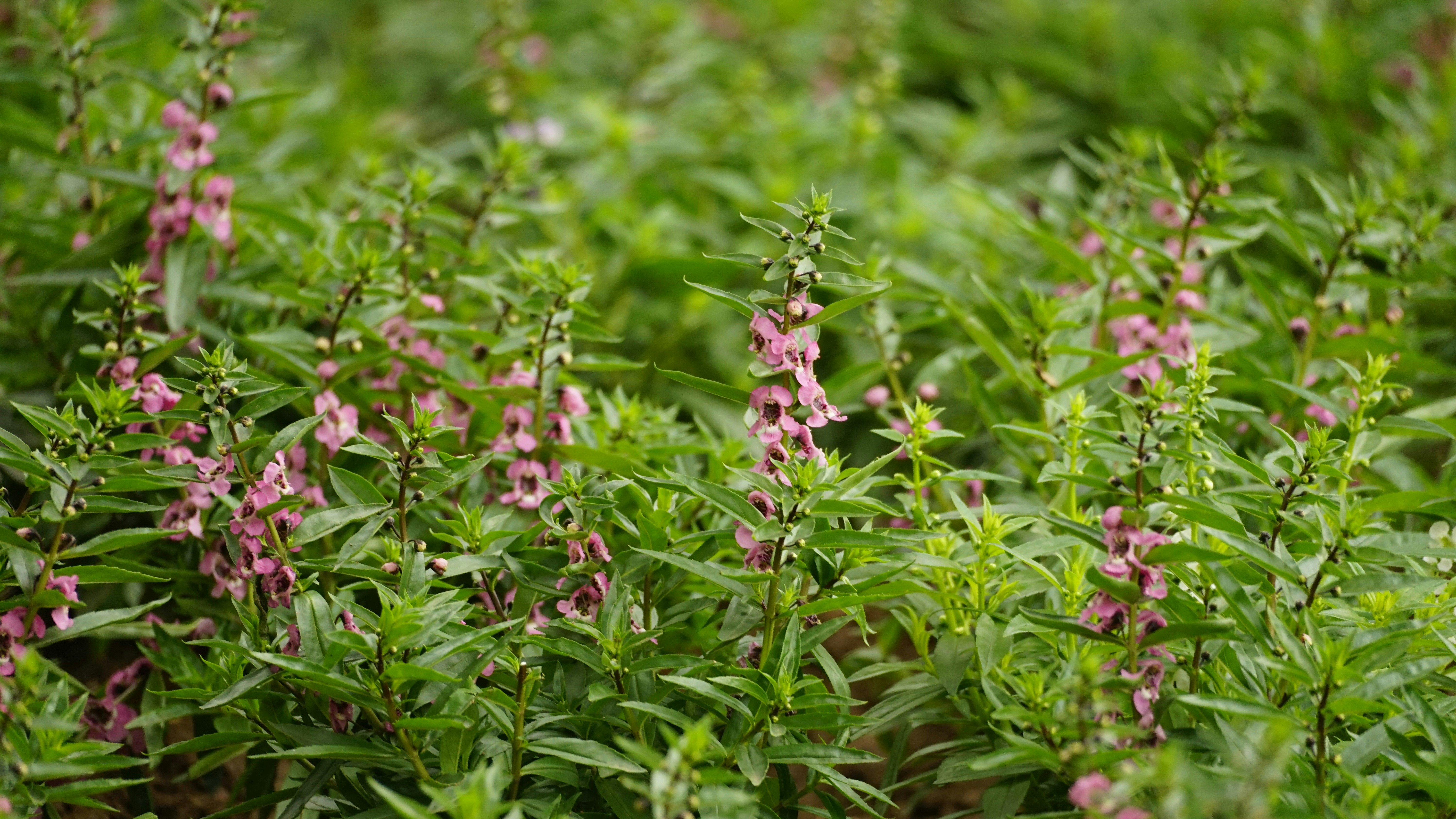 Foxglove Spires in a Quiet Green Understory