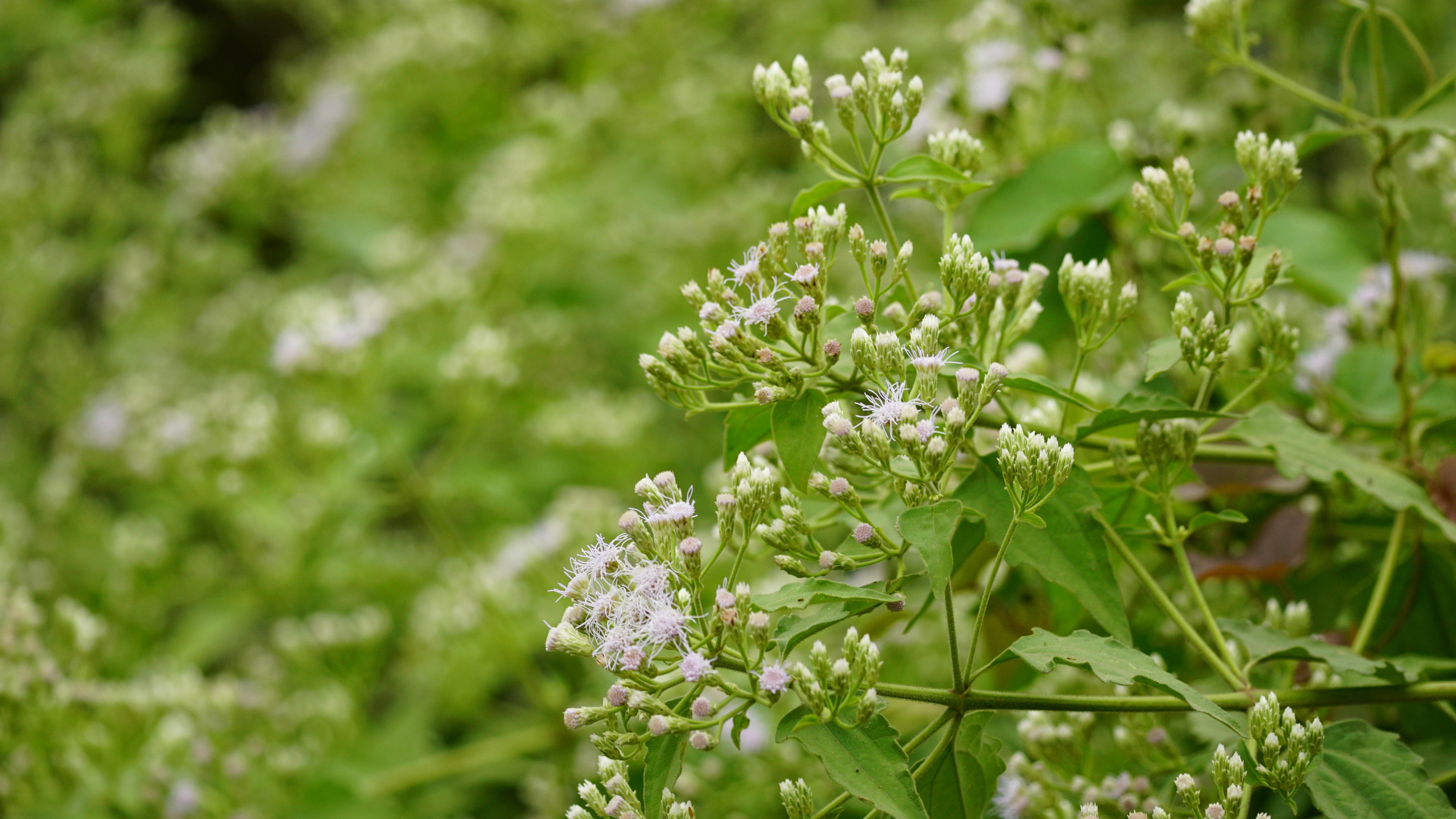 Delicate white flowers with green foliage create a lush, vibrant scene in a natural setting.