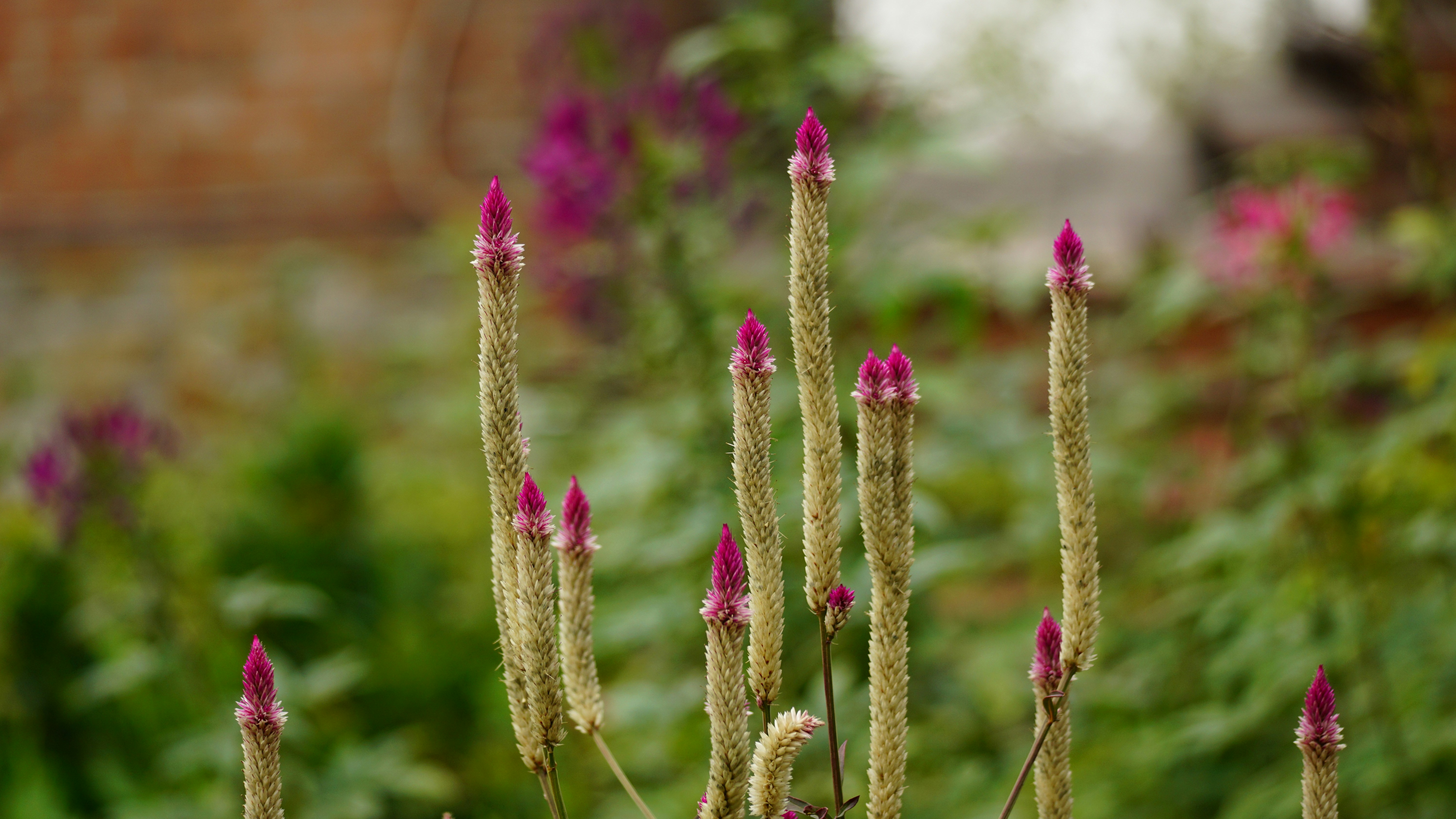 Pink-Tipped Spike Parade in a Quiet Garden
