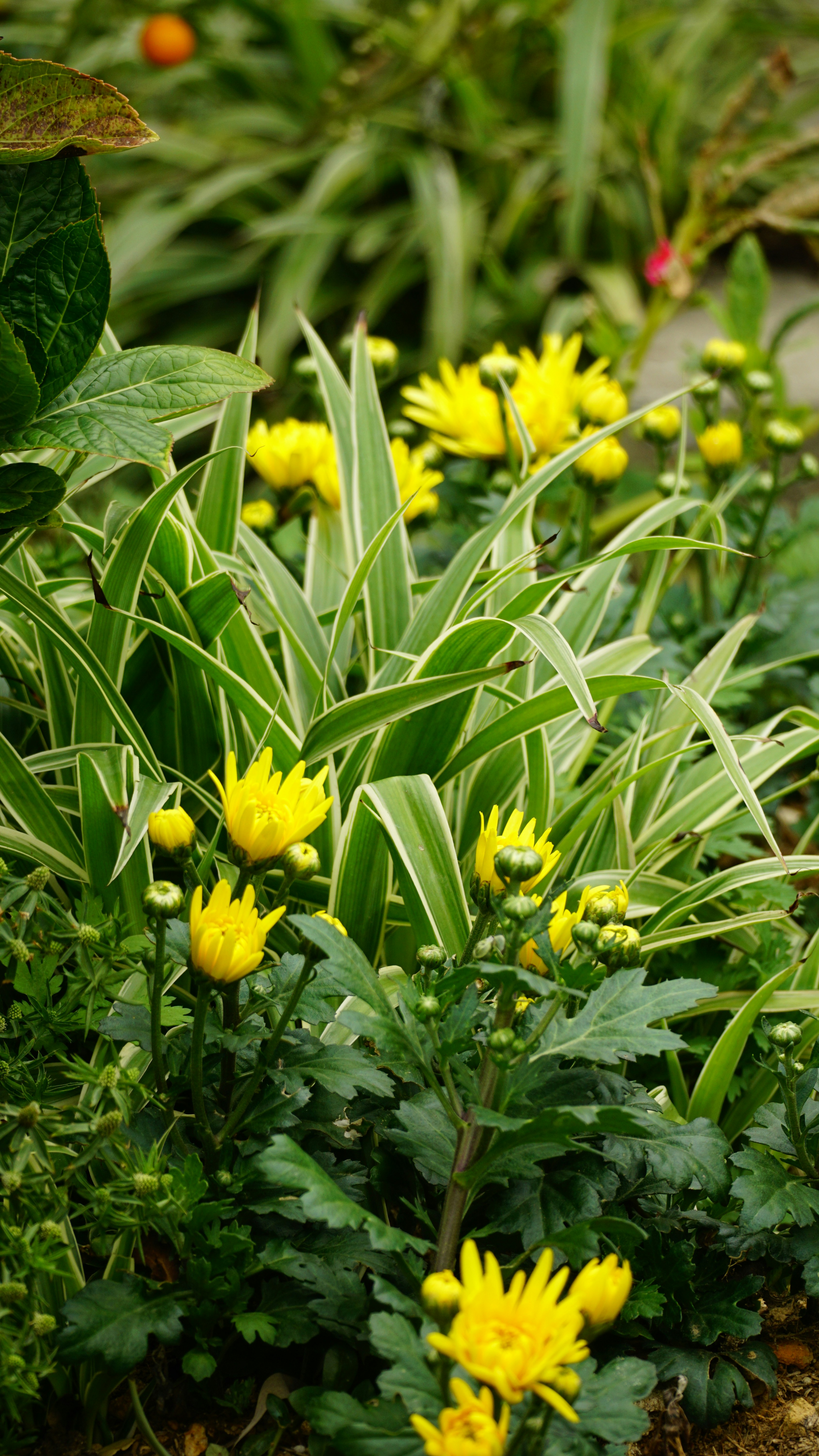 Gold in the Green Border: Bright Blooms Among Variegated Foliage