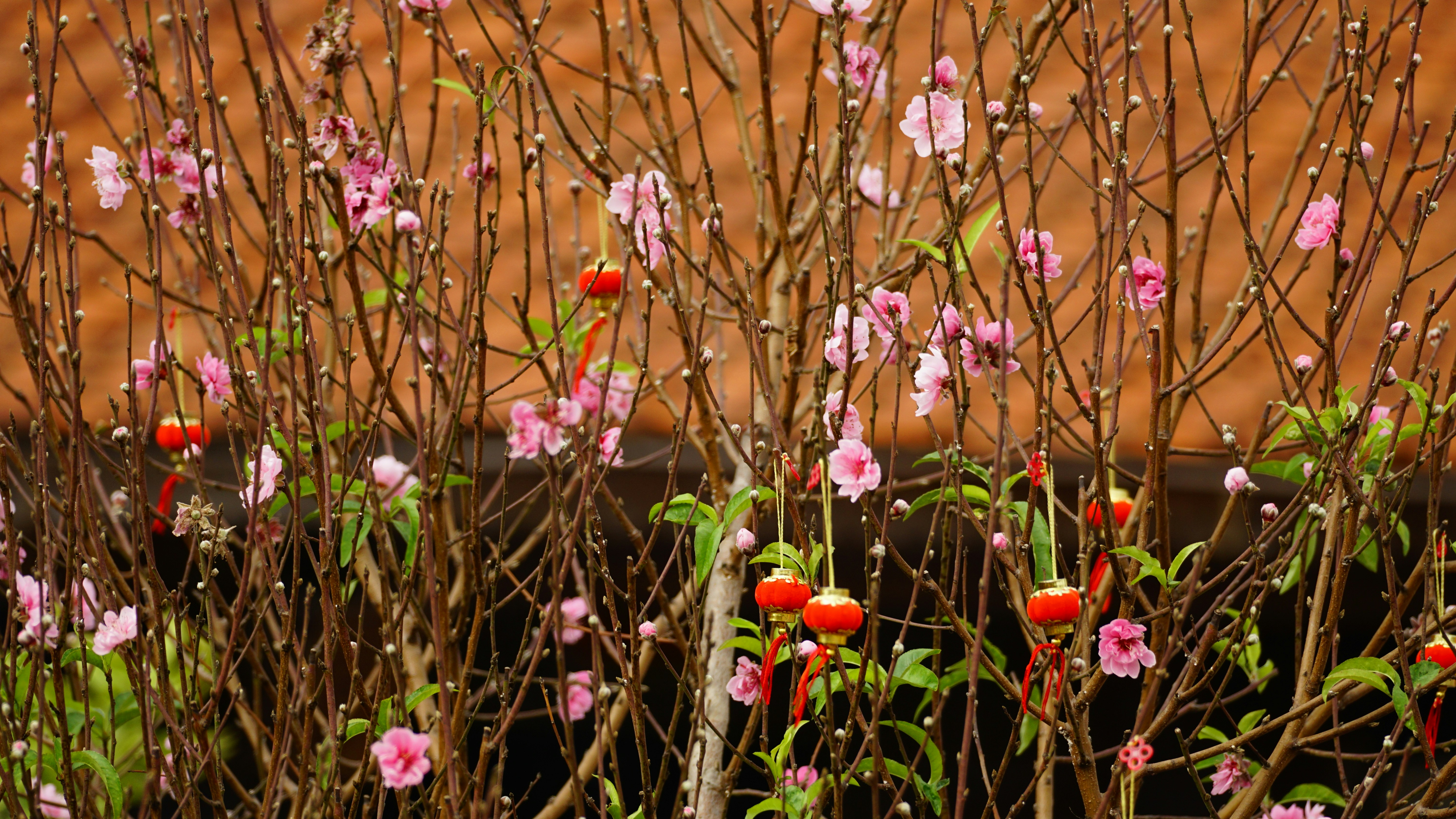 Peach blossoms with red ornaments on branches.