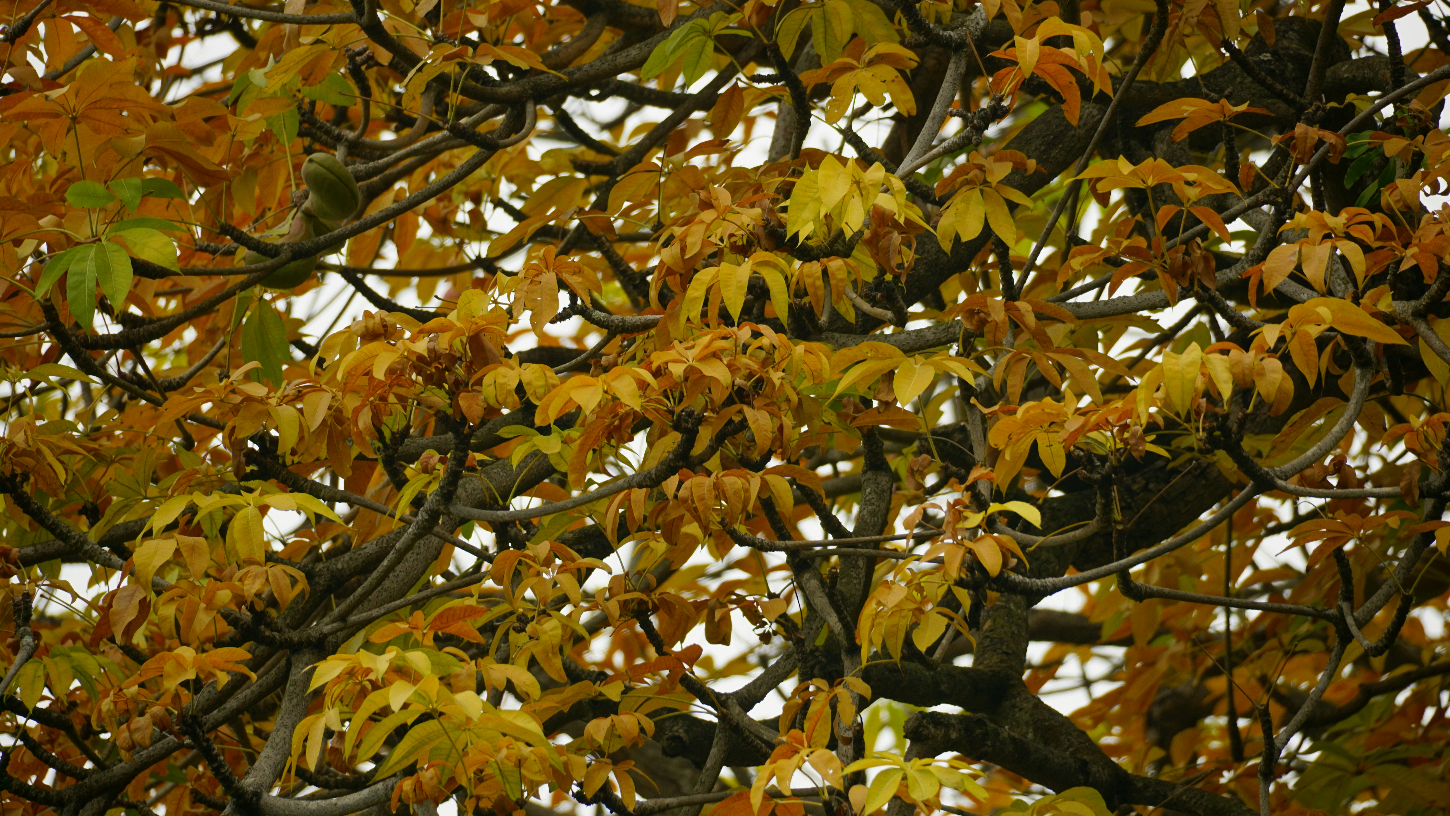 Autumn's Embrace: A Tapestry of Gold and Green
