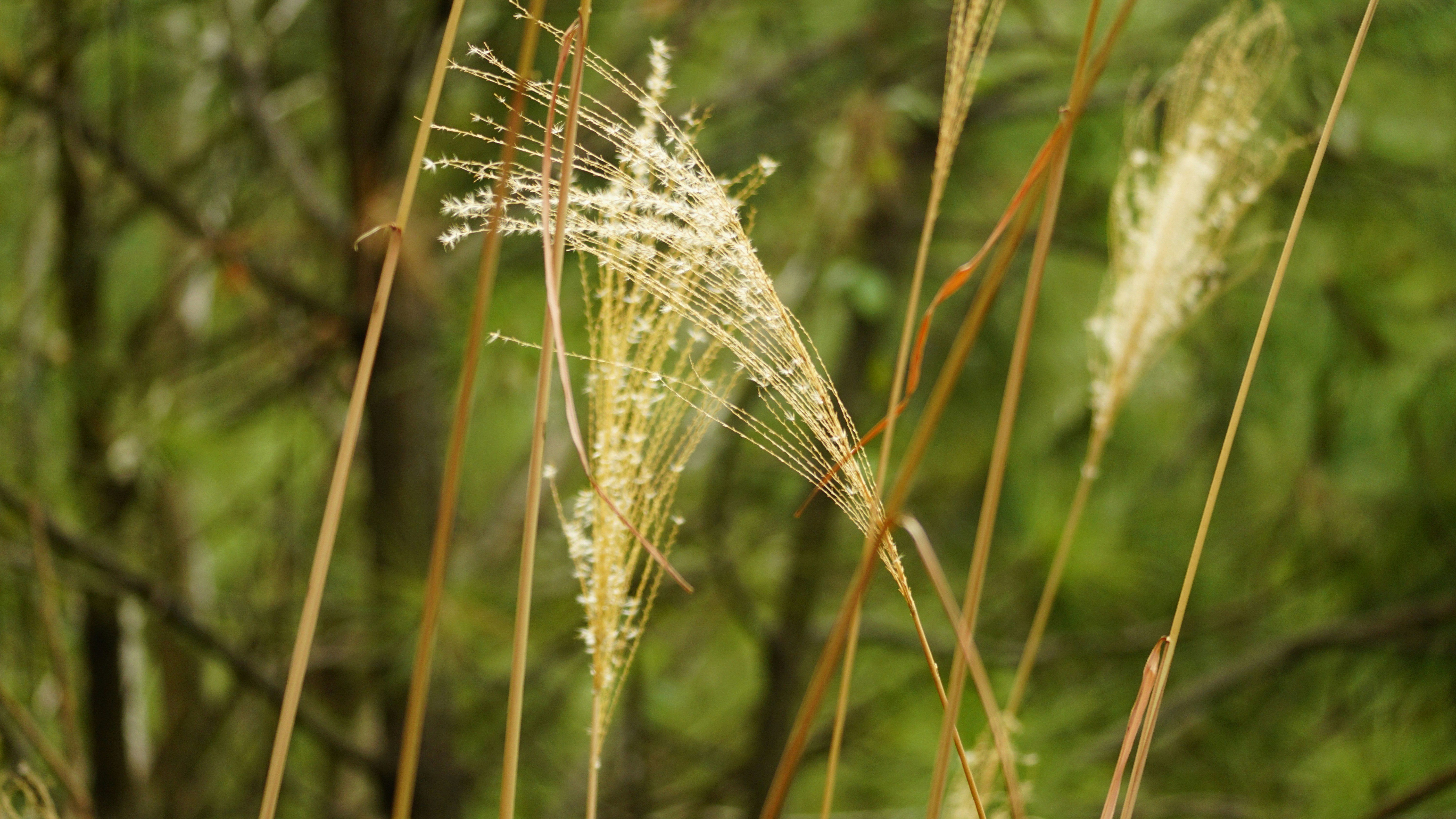 Close-up of feathery grass seed heads in sunlight.