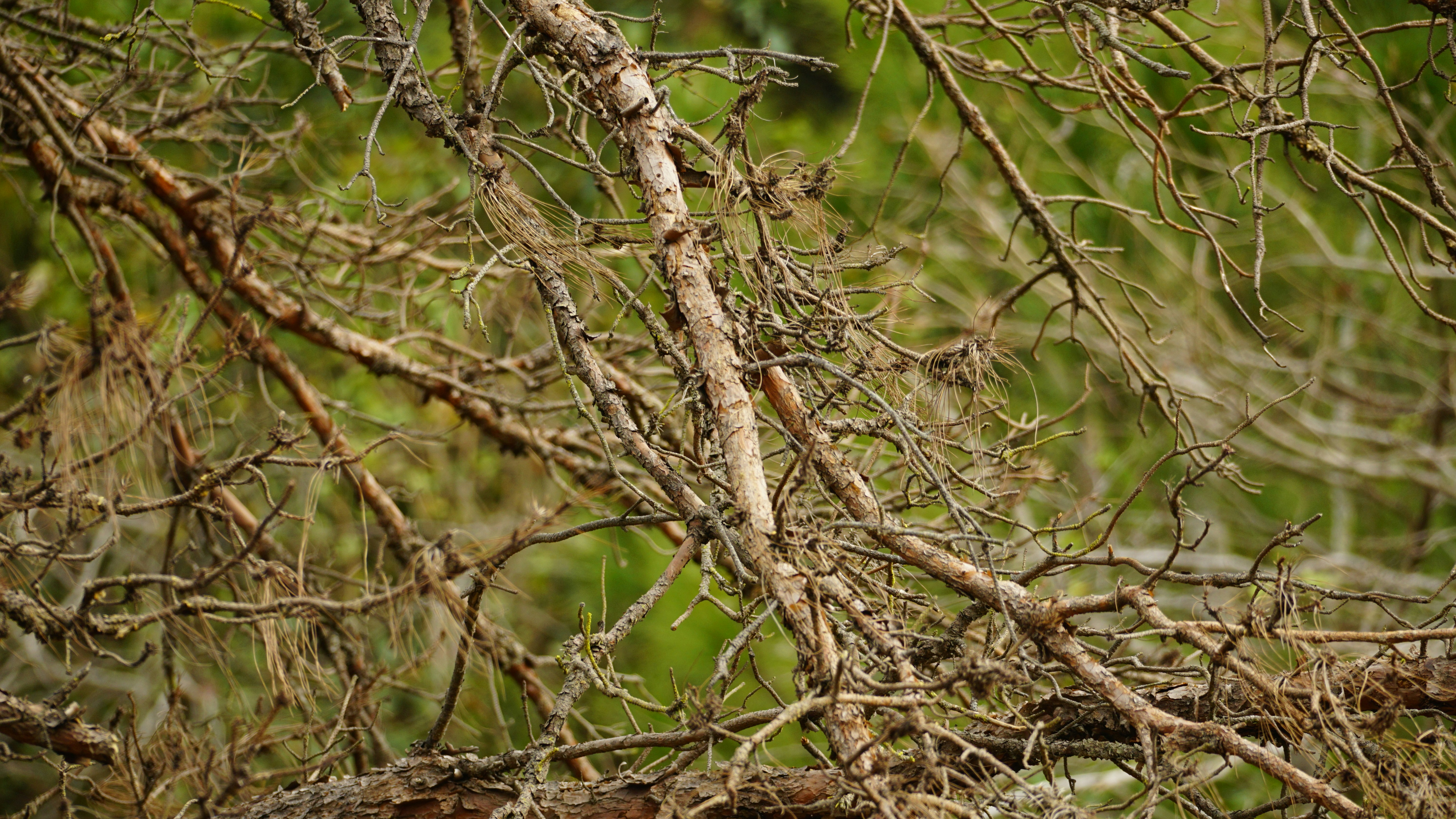Close-up of tangled dry branches and green foliage