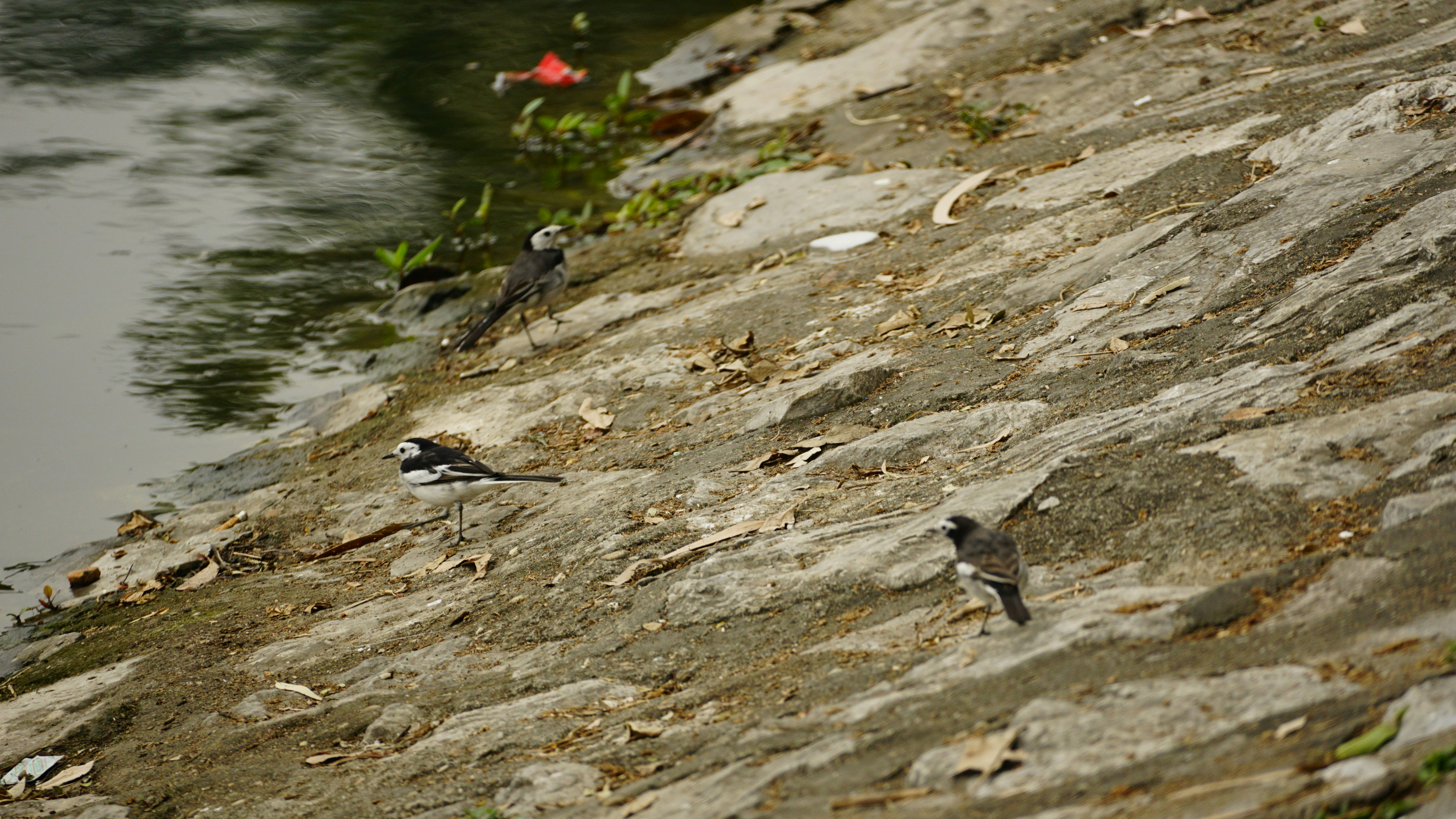 Nature's Quiet Gathering: Birds by the Water's Edge