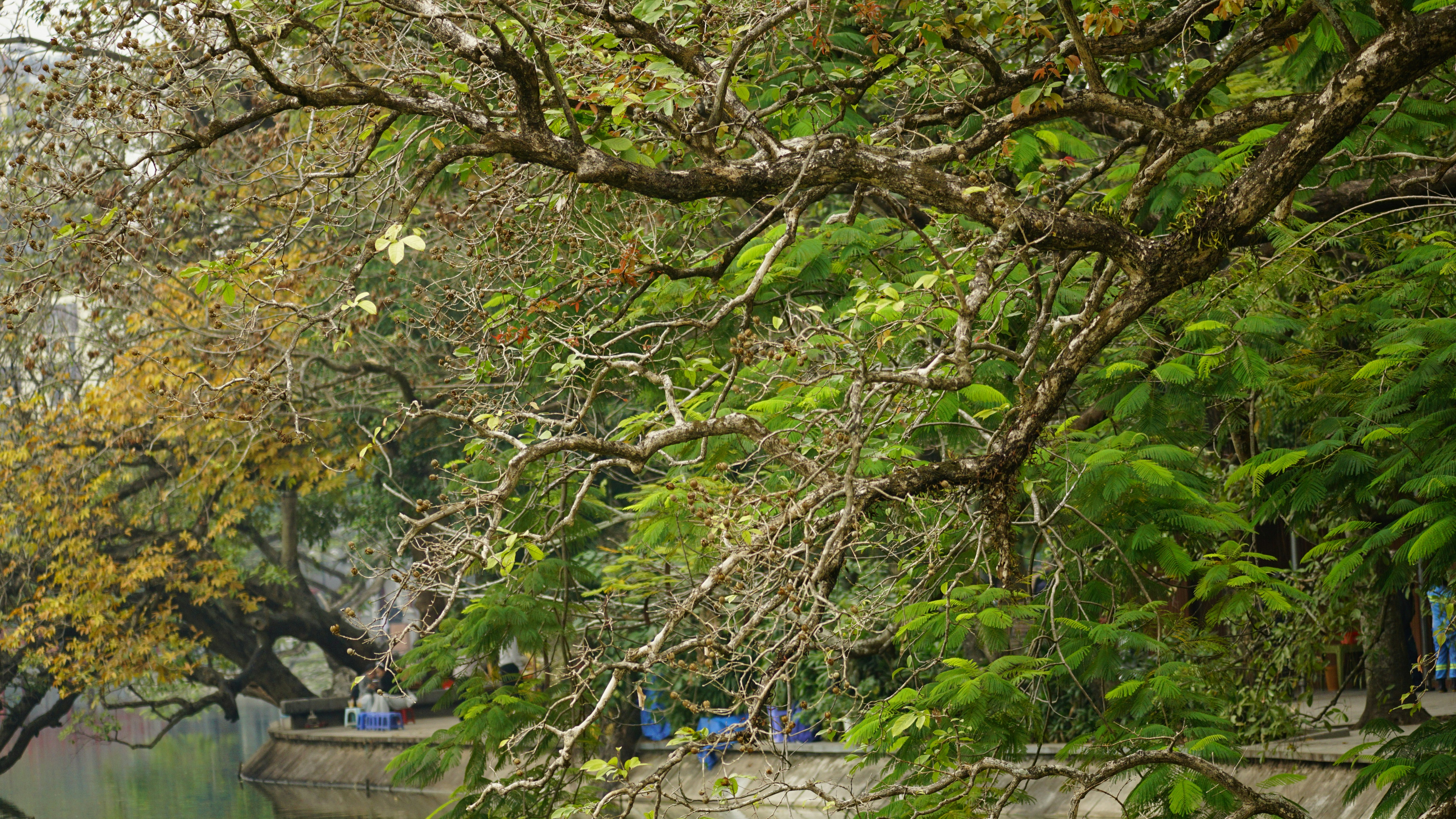 Green trees and branches with a stone wall.
