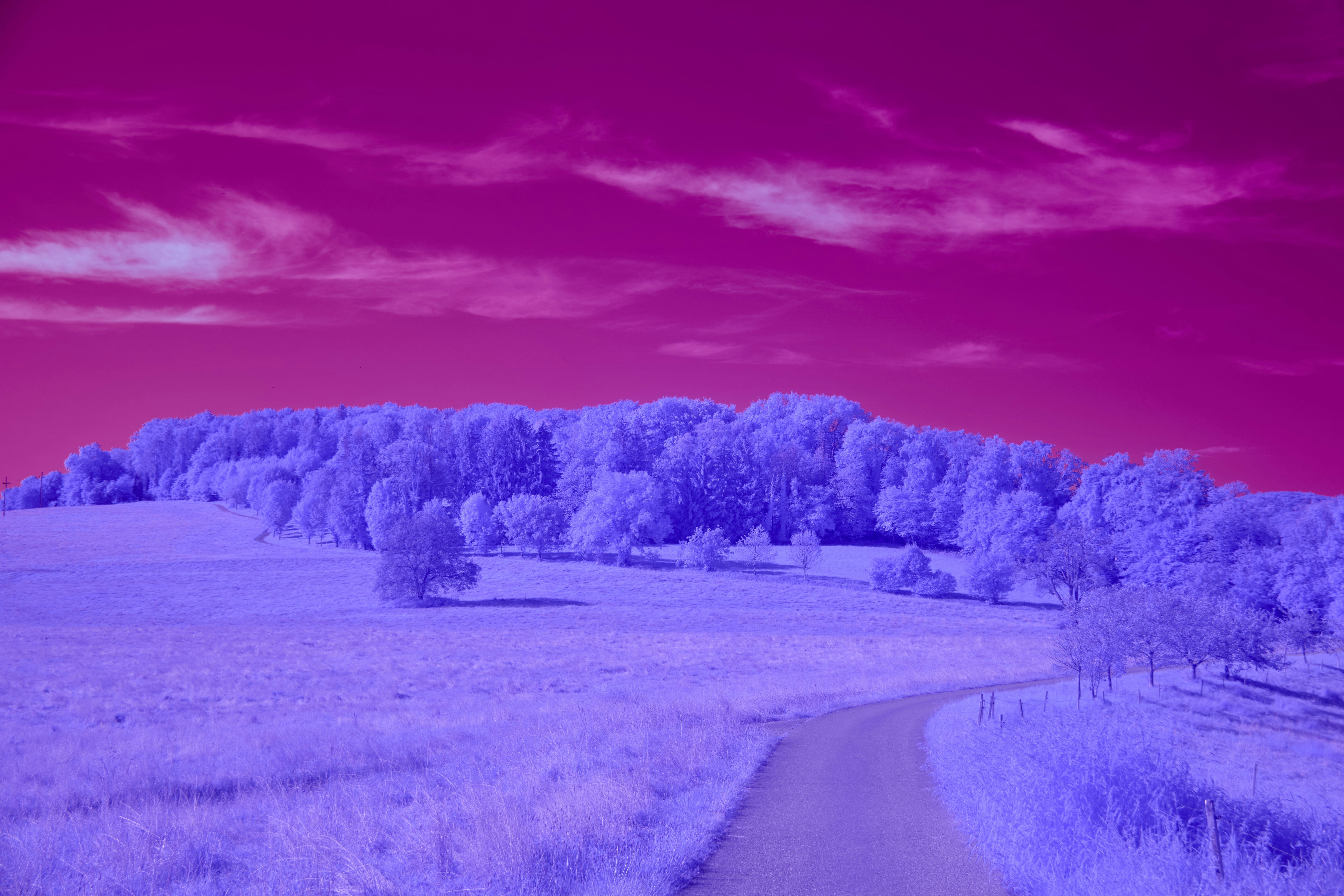 A surreal landscape with purple sky and blue trees