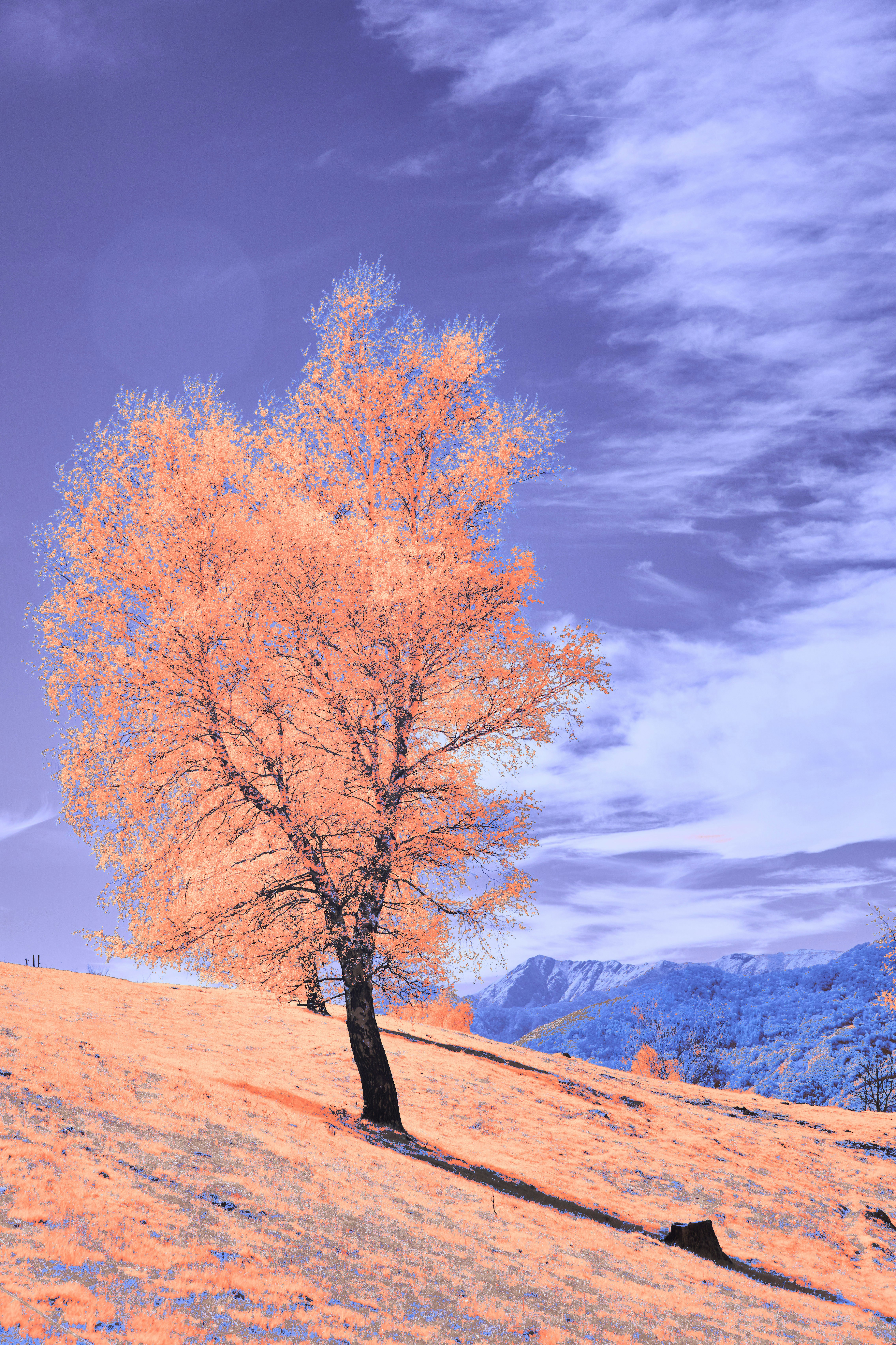 A solitary tree with orange foliage under a purple sky.