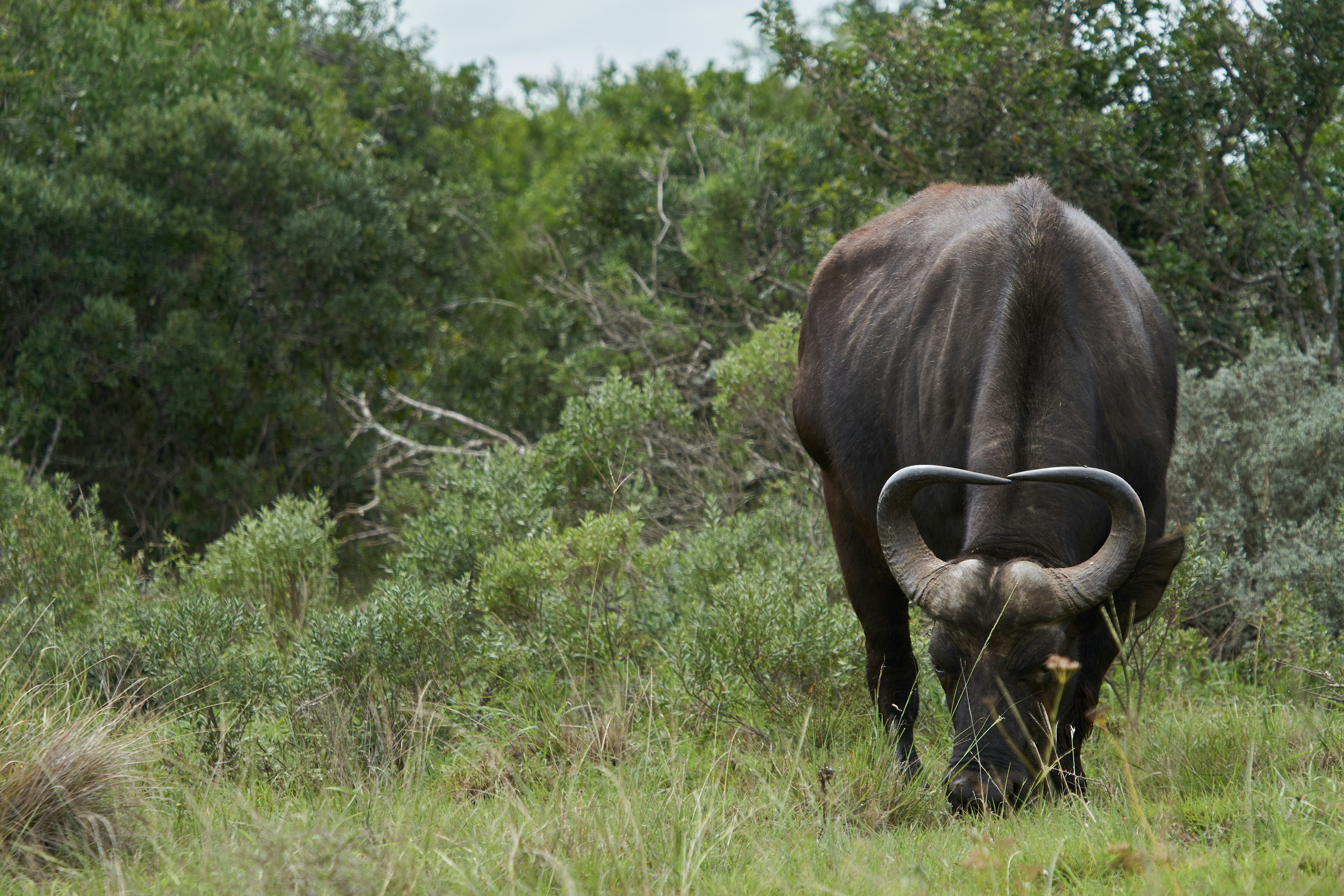 The Silent Grazing Giant