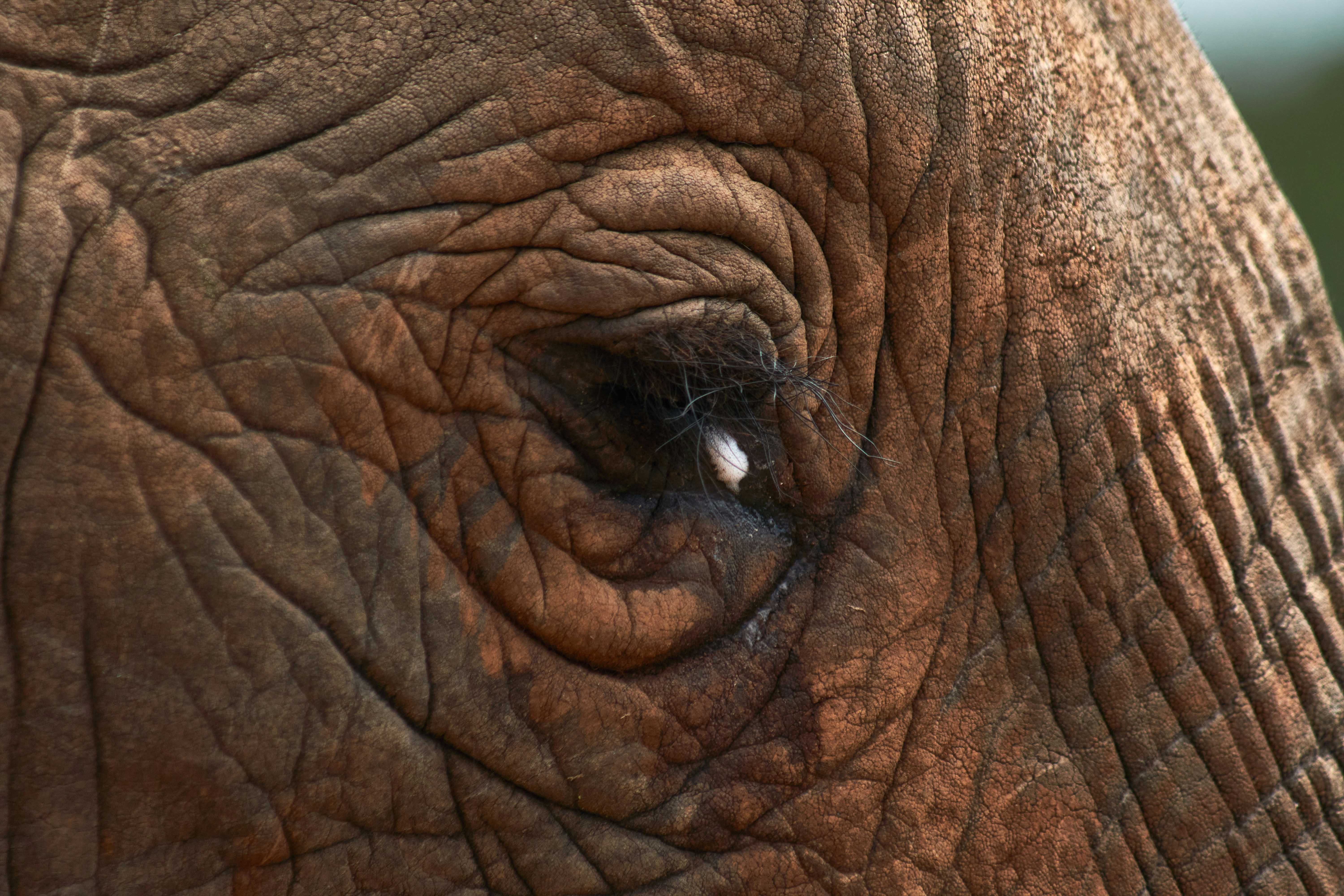 Close-up of an elephant's wrinkled eye and skin