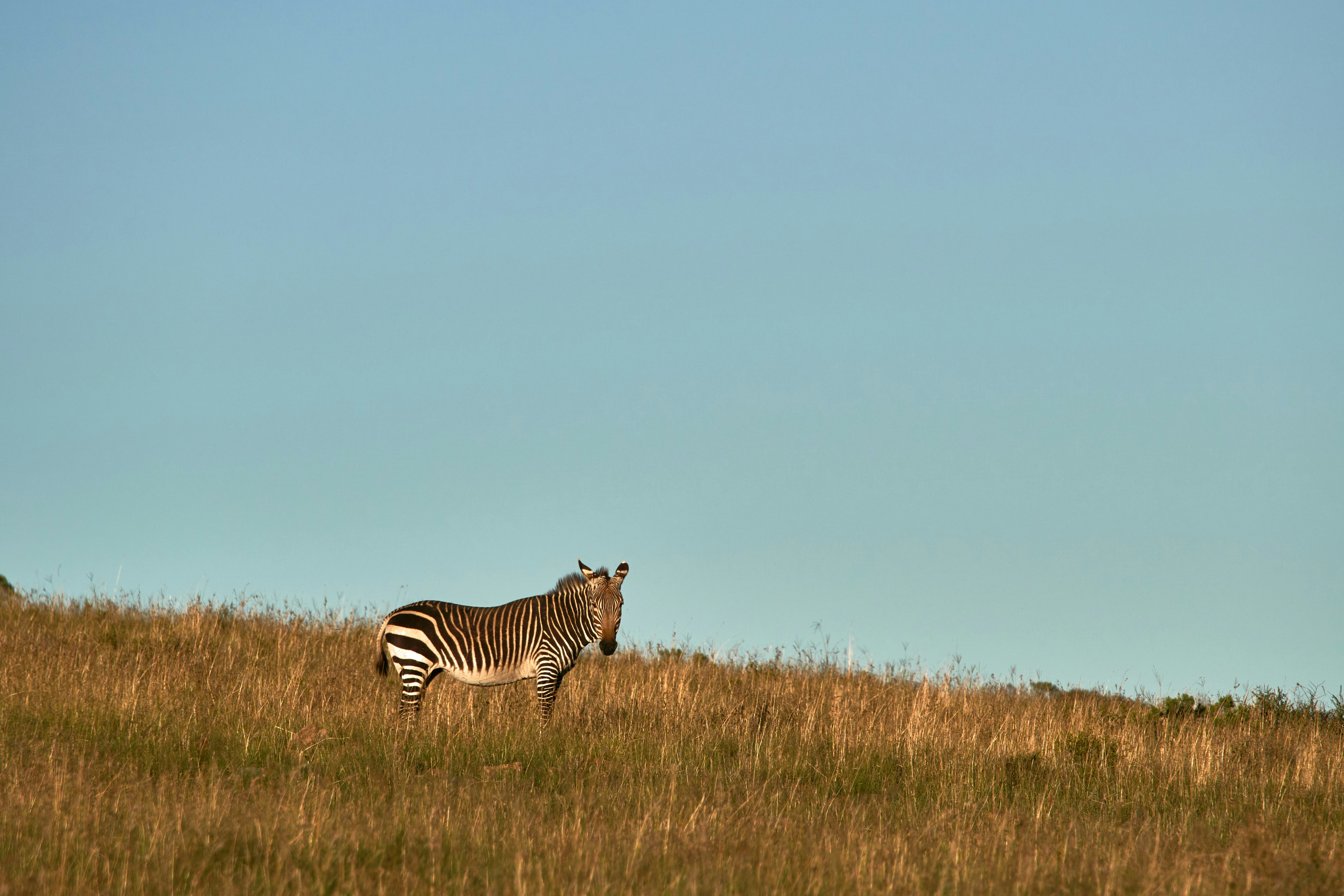 Graceful Stripes Against a Serene Sky