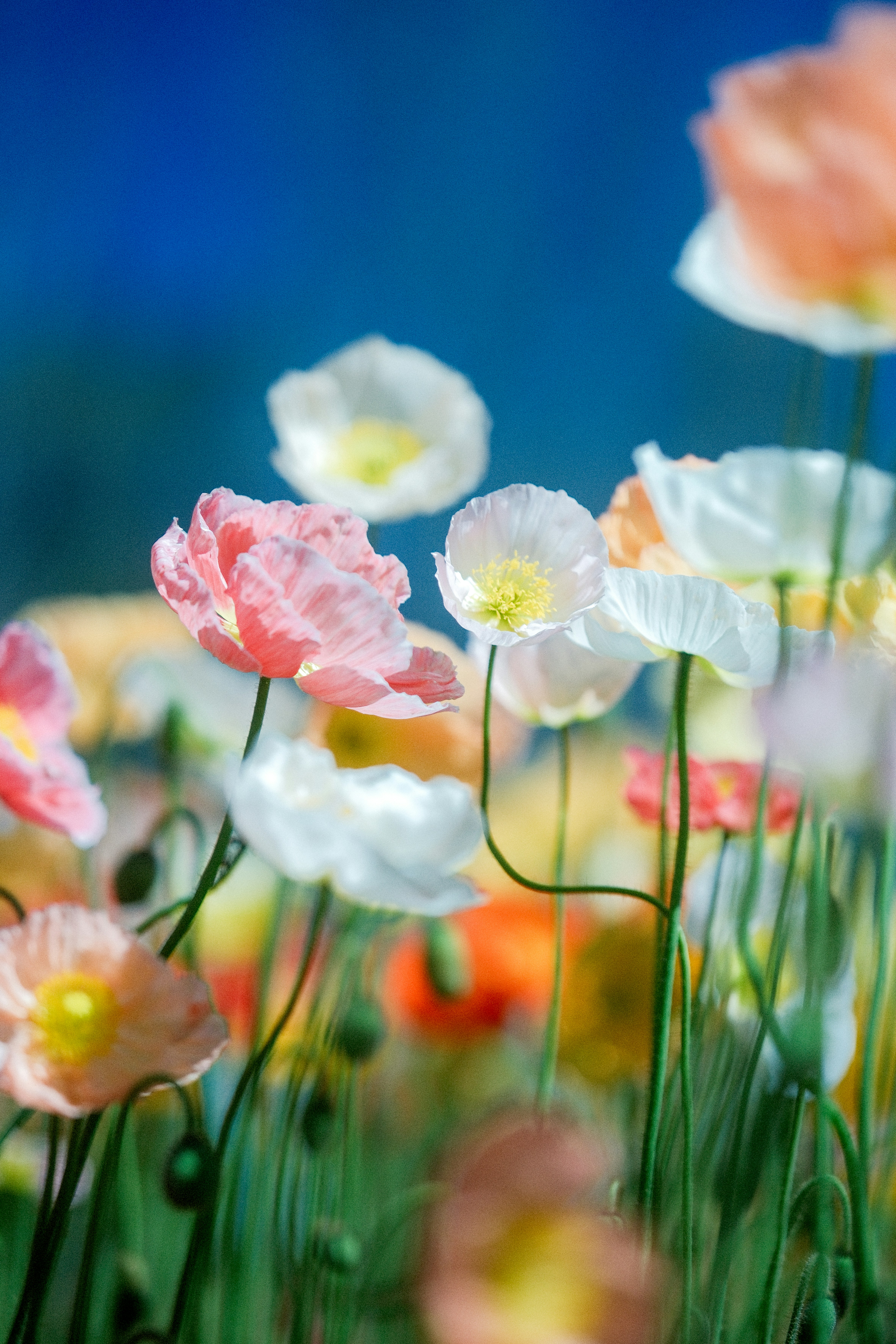 Whispers of Spring: A Floral Symphony