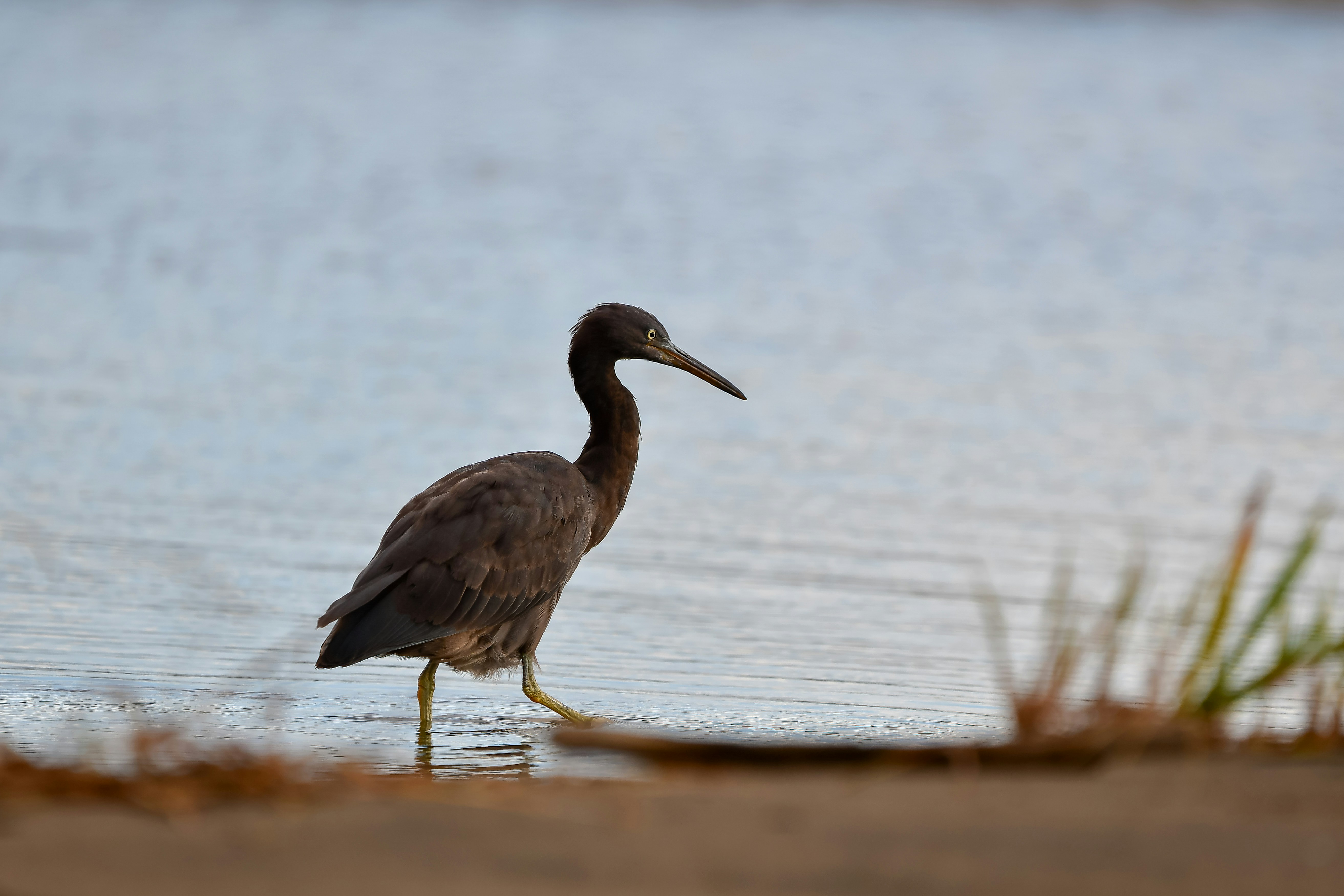 A heron wading through calm waters, poised in search of its next meal. The serene backdrop enhances the tranquility of the scene.