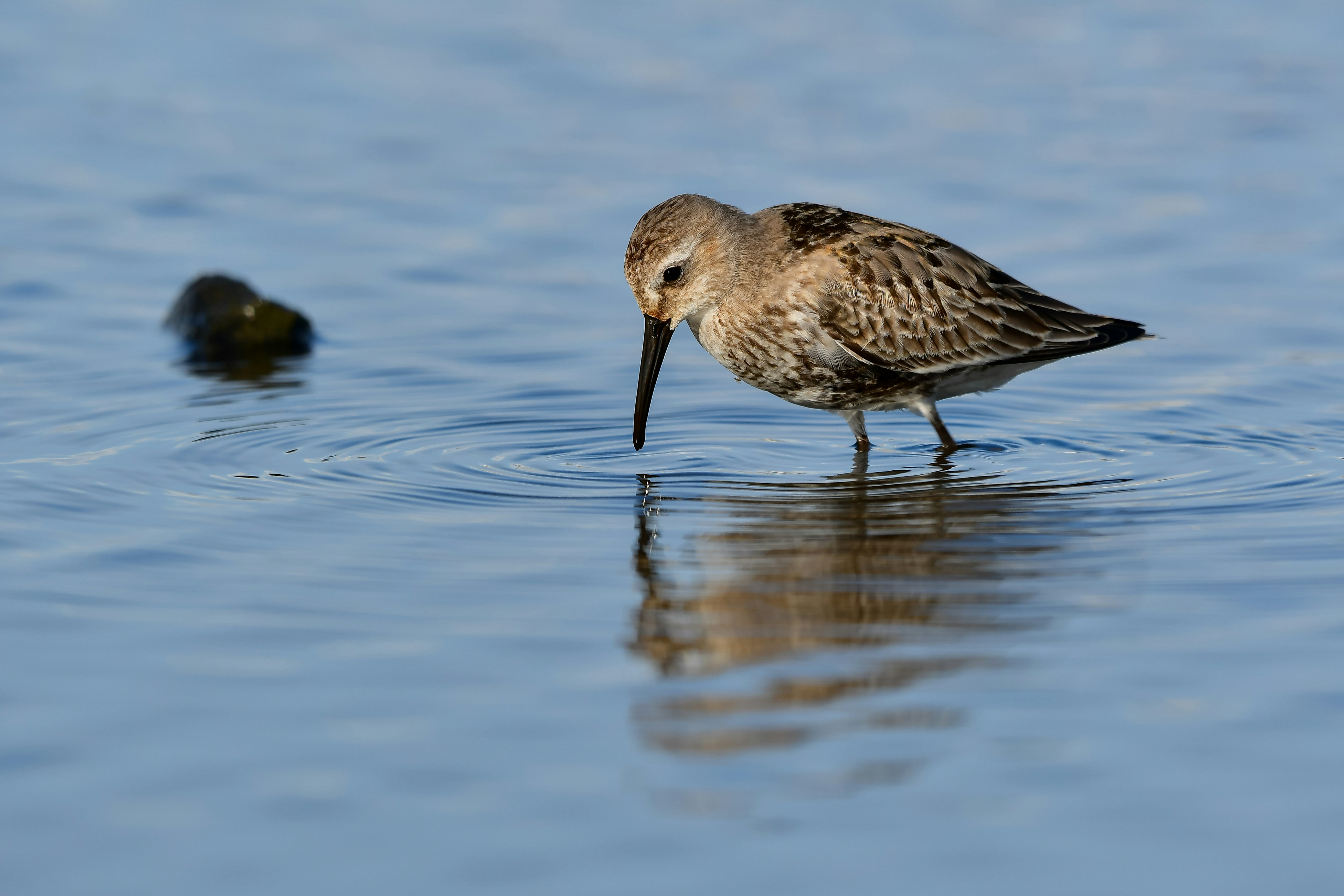 Dunlin standing on the early morning shore. | A dunlin bird forages in shallow water