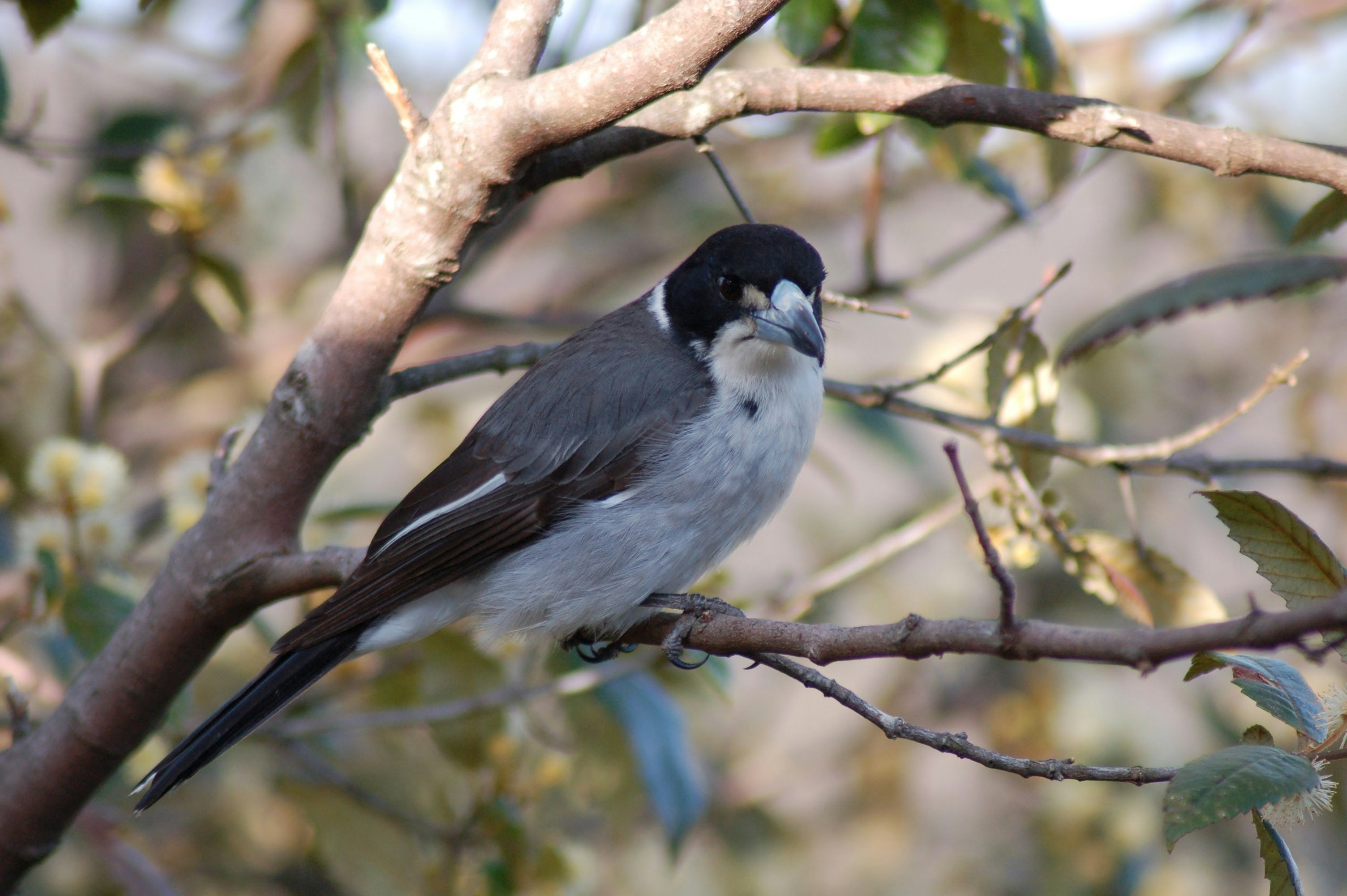 Grey Butcherbird | A bird with a black head sits on a branch.
