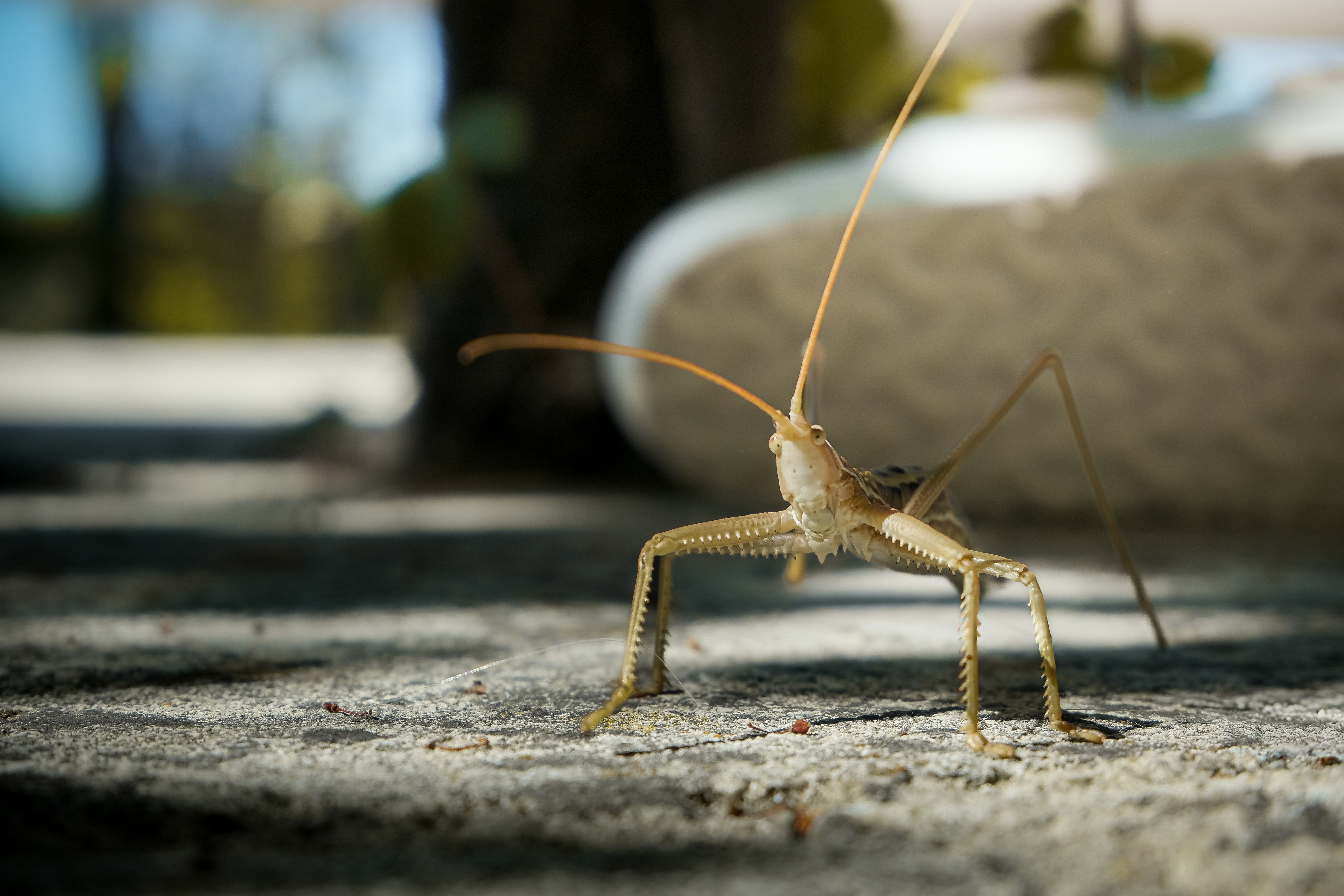 A detailed close-up of a cricket standing on a sunlit concrete surface, with its long antennae in sharp focus. In the blurred background, a white sneaker and green foliage hint at an outdoor setting, capturing a spontaneous moment in nature. | A light brown grasshopper stands on a textured surface.