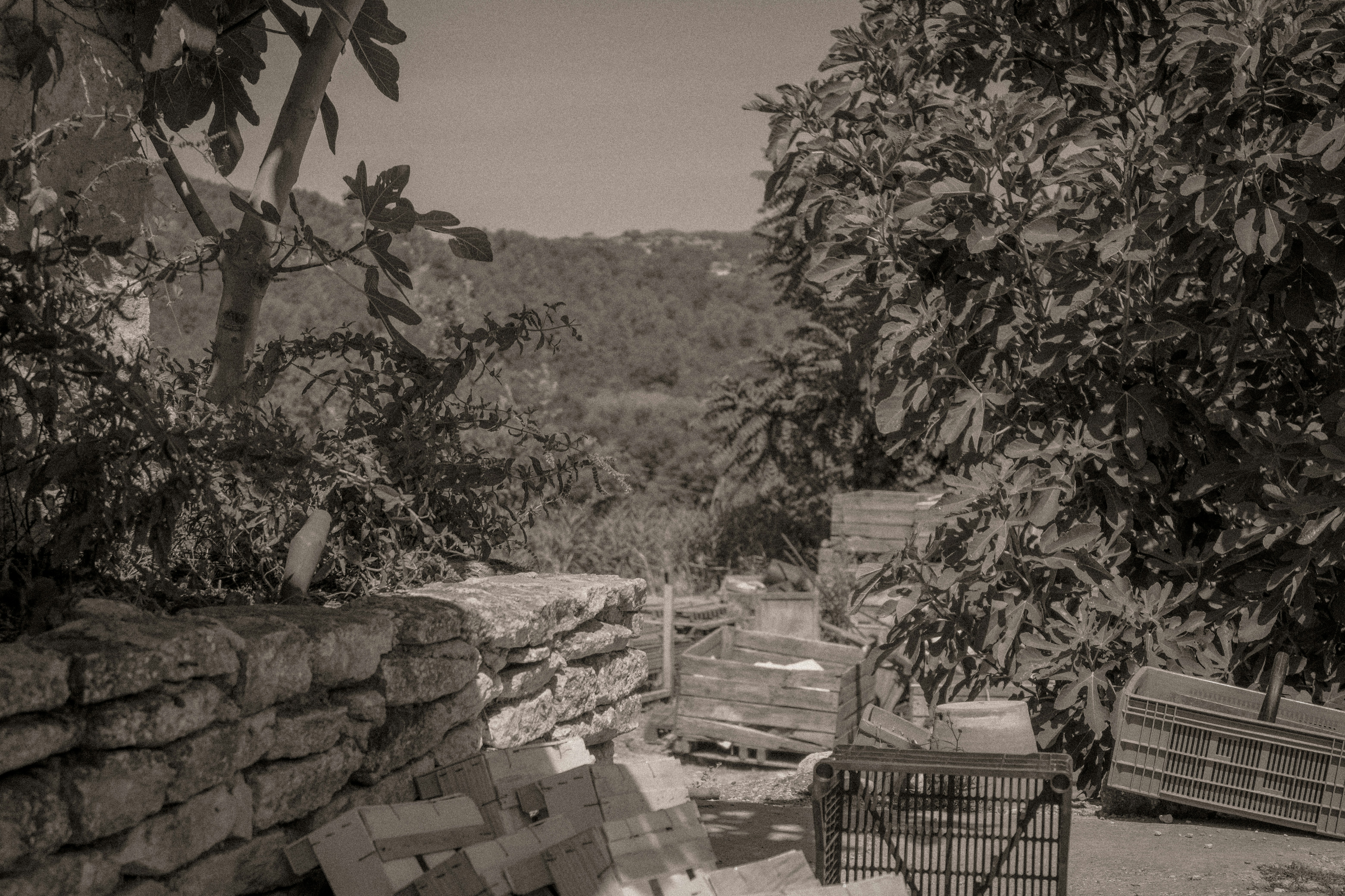 Whispers of the Orchard: A Timeless Scene