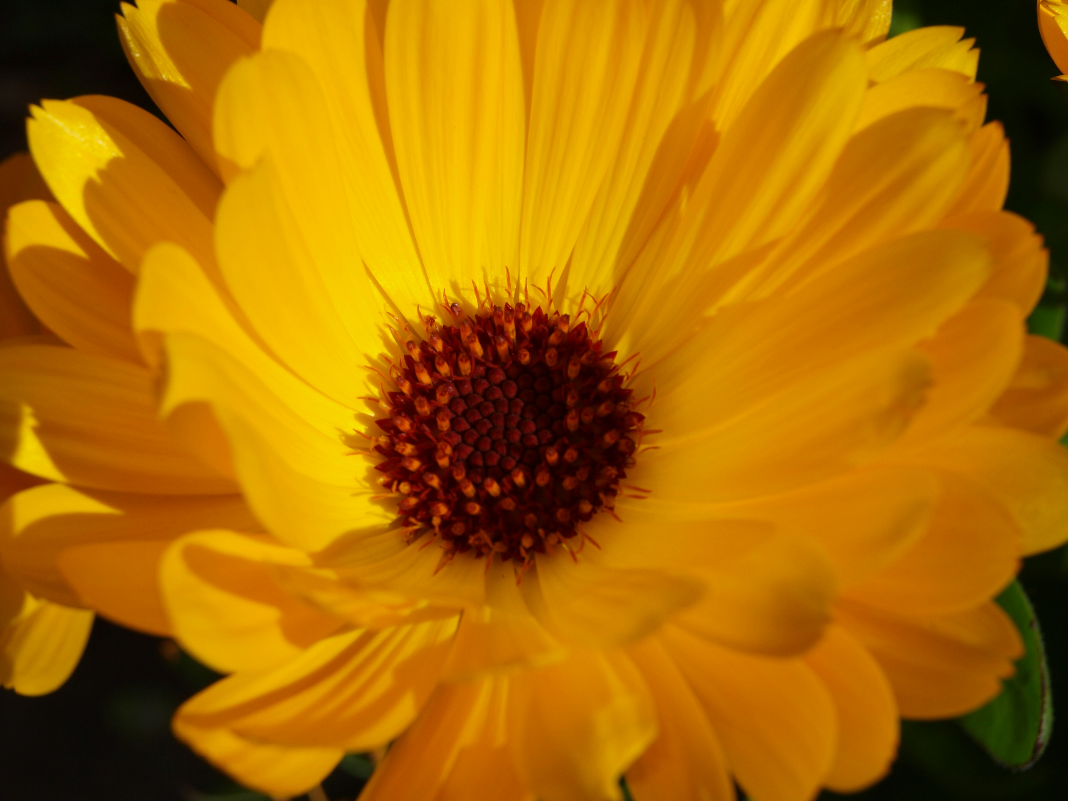 Capturing the beautiful moment when a gentle breeze creates petal poetry in motion. This delicate calendula flower is thriving in the morning spring sun. The macro shot reveals the intricate details of the stamen and the pistil reproductive structures. | Close-up of a vibrant yellow marigold flower.