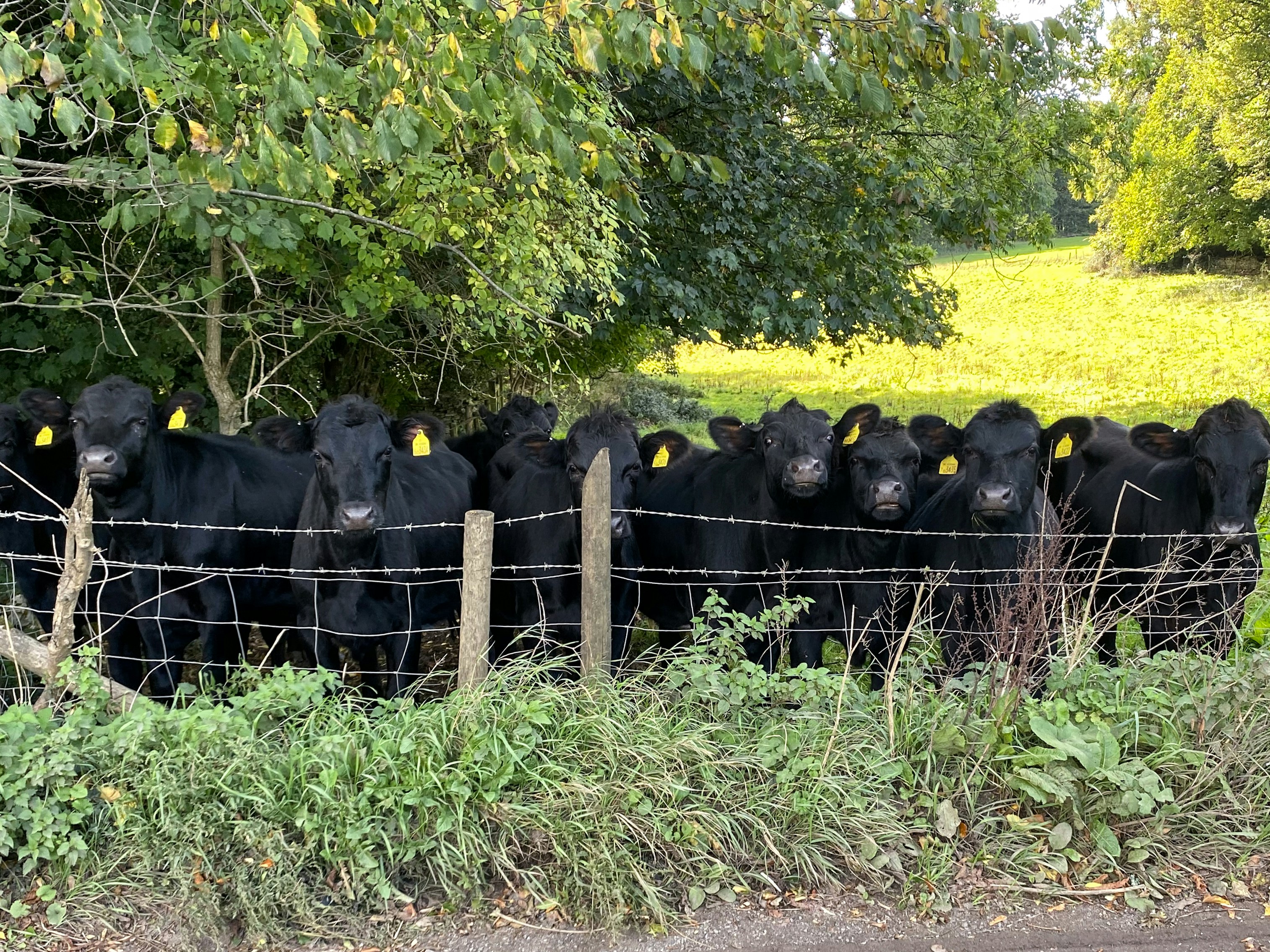 A group of black cattle with yellow ear tags stands attentively behind a wooden fence, surrounded by lush greenery and a sunlit field.