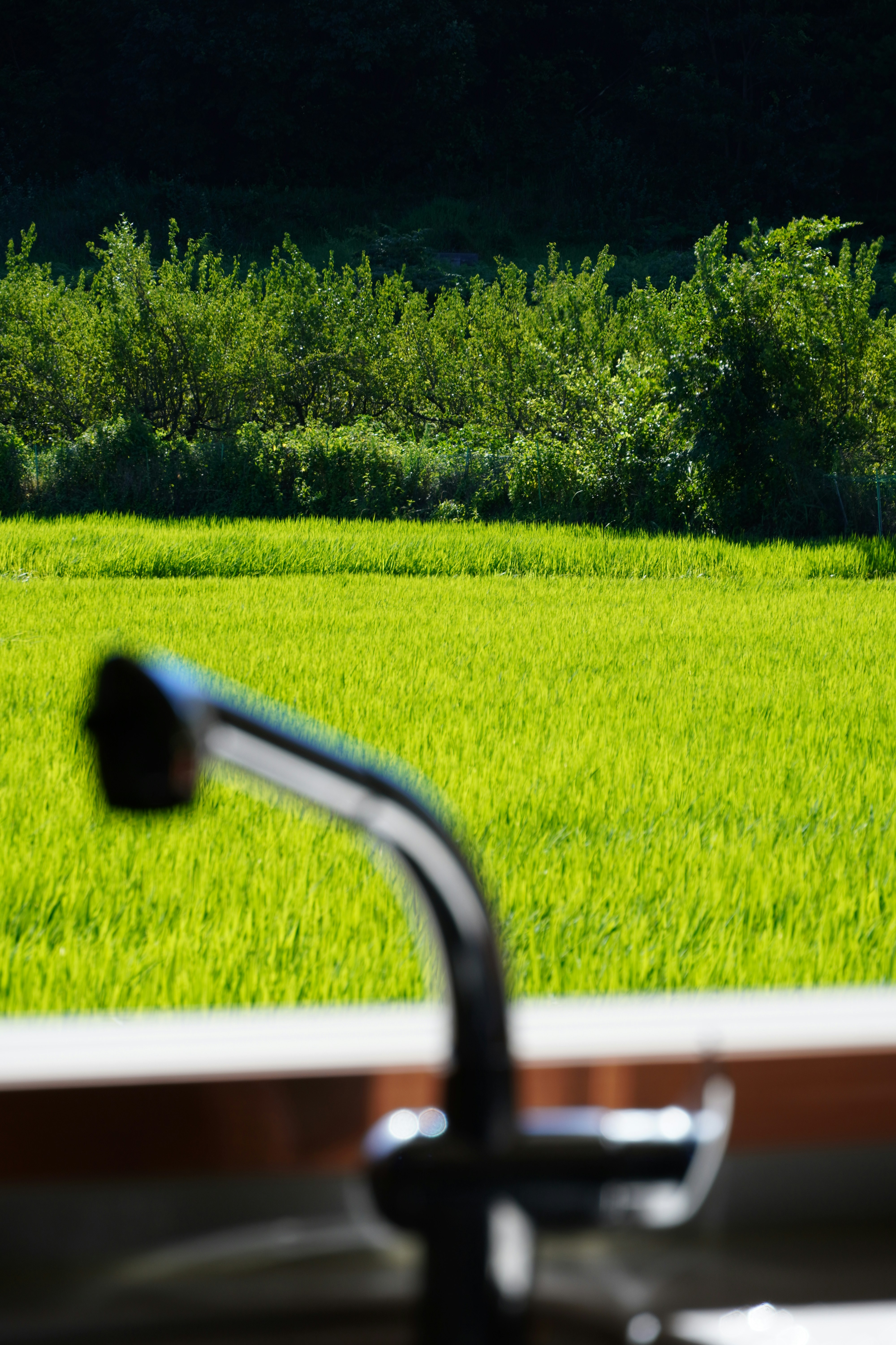 Verdant Field Beyond a Blurred Foreground Frame