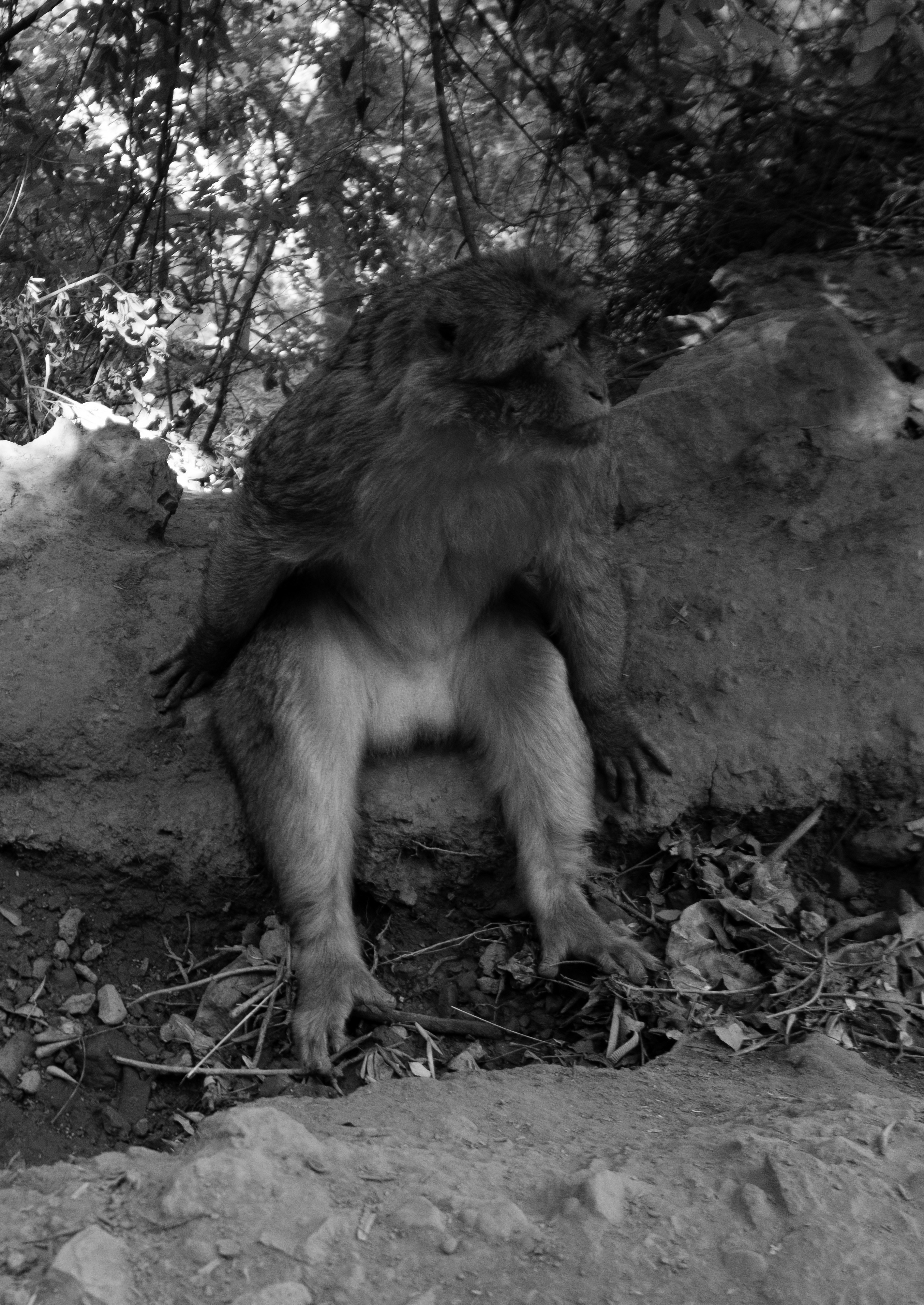 The Contemplative Baboon