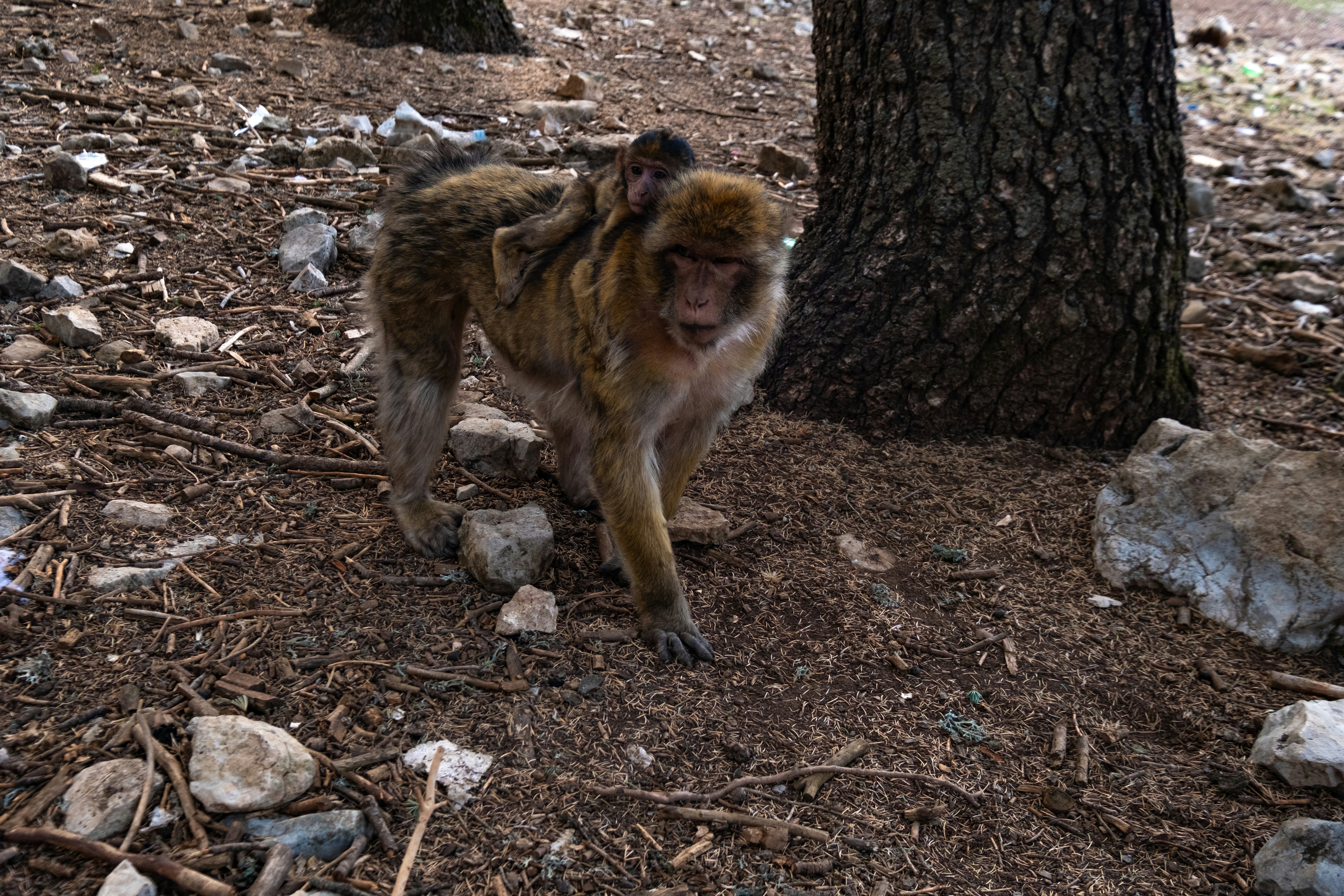 Monkey carrying baby on its back in forest