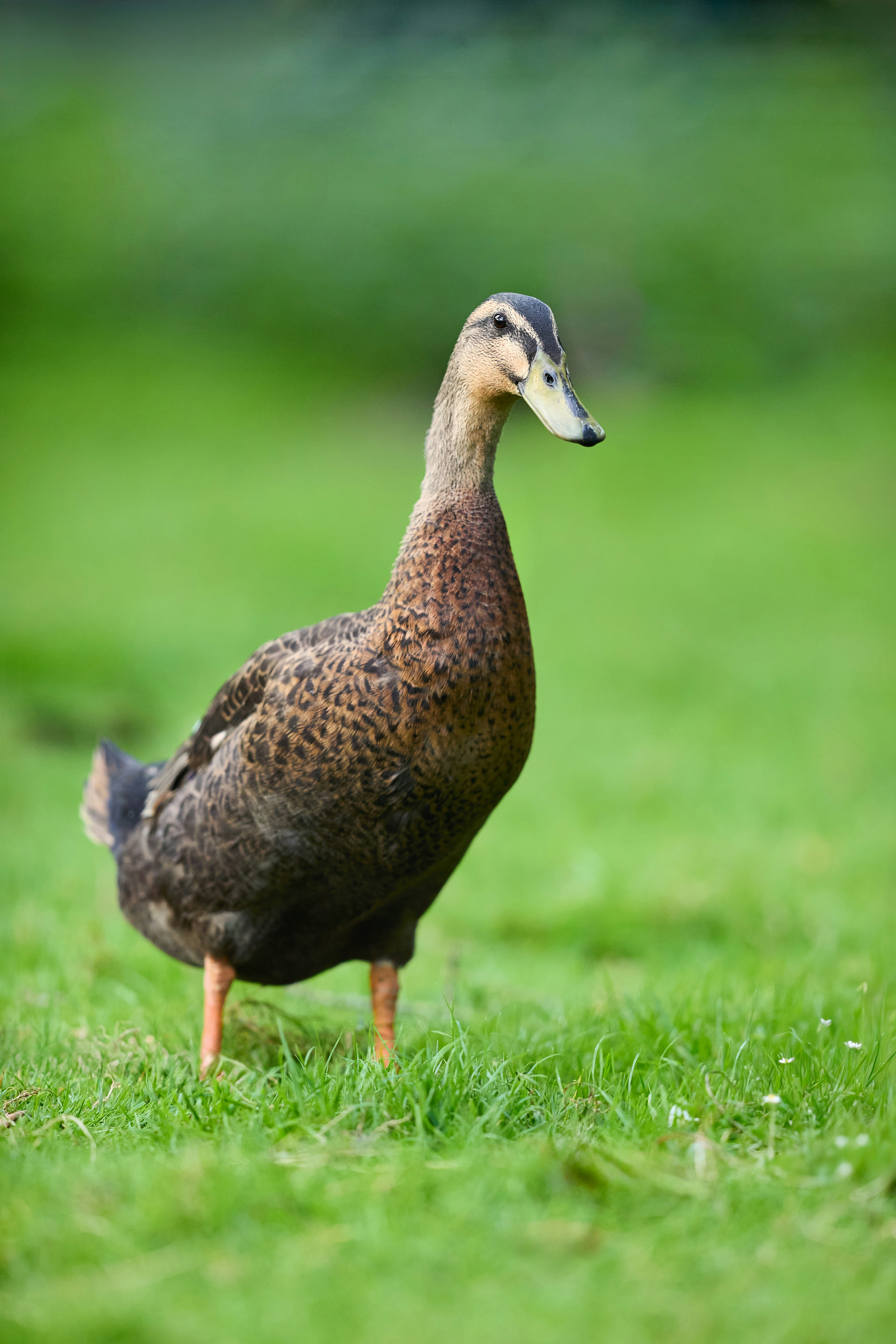 A lone Indian runner duck with patterned feathers stands on lush green grass, looking observant. A serene depiction of nature's simple beauty. | A brown duck stands on a green grassy field.