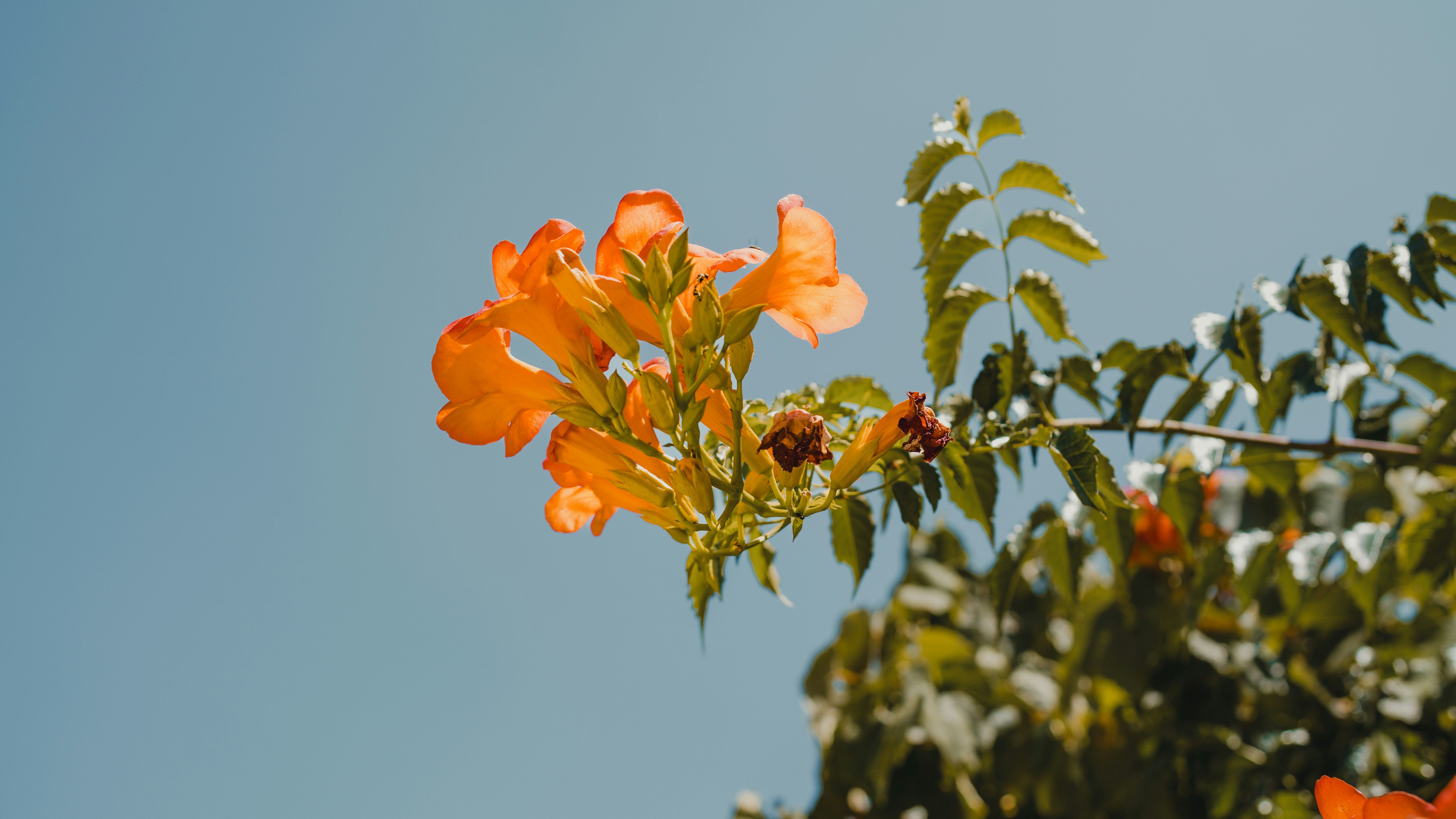 Bright orange flowers blooming on a green vine under a clear blue sky.