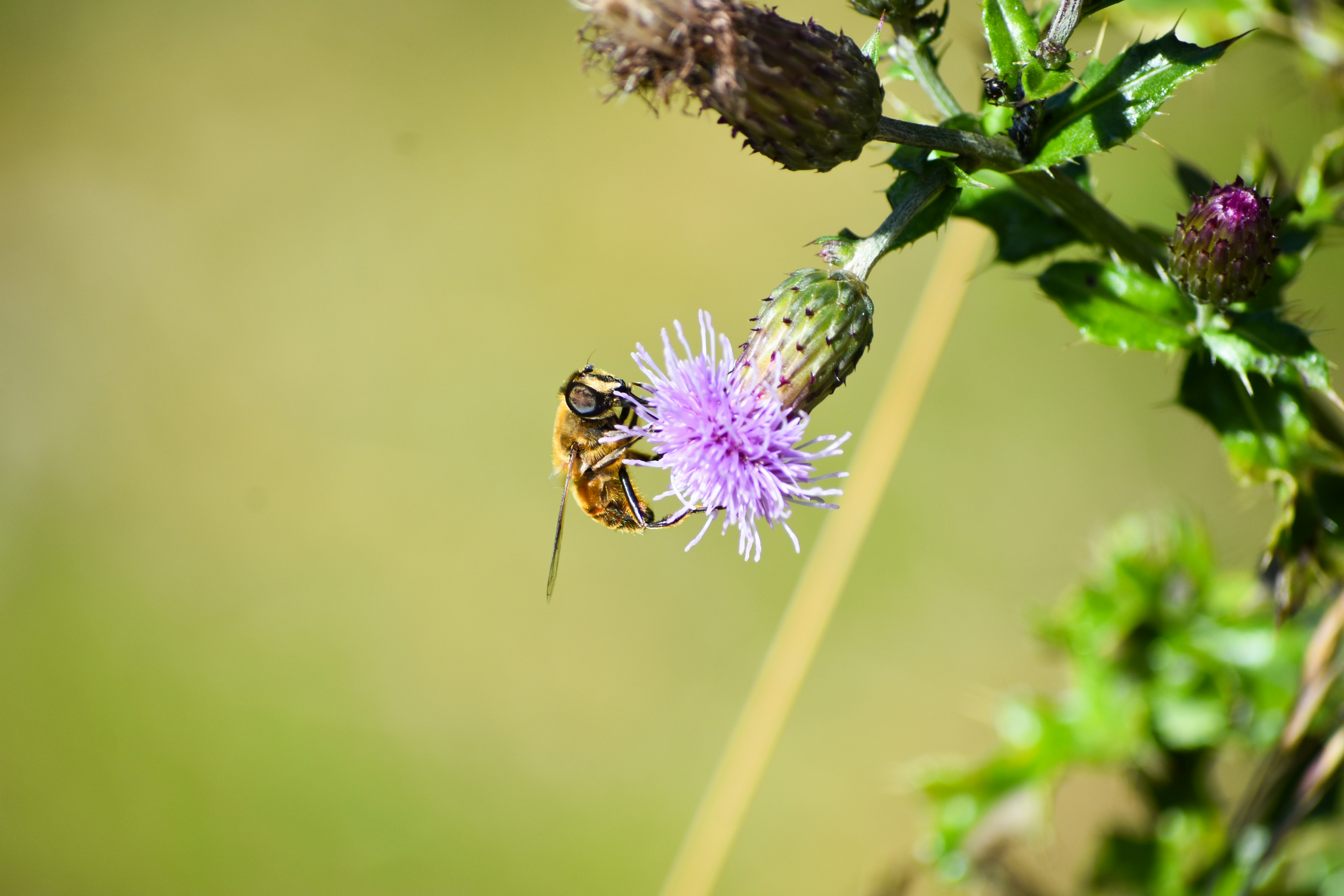Un'affascinante macro di un'ape o sirfide che si nutre sul polline di un fiore di cardo selvatico lilla. I dettagli dell'insetto e della trama spinosa del fiore sono nitidi, con uno sfondo sfocato che mette in risalto il soggetto. L'immagine cattura la bellezza della natura in dettaglio e l'importanza degli impollinatori. Perfetta per temi legati alla botanica, agli insetti, all'ecologia, alla primavera e all'estate. | A bee collects nectar from a purple thistle flower.