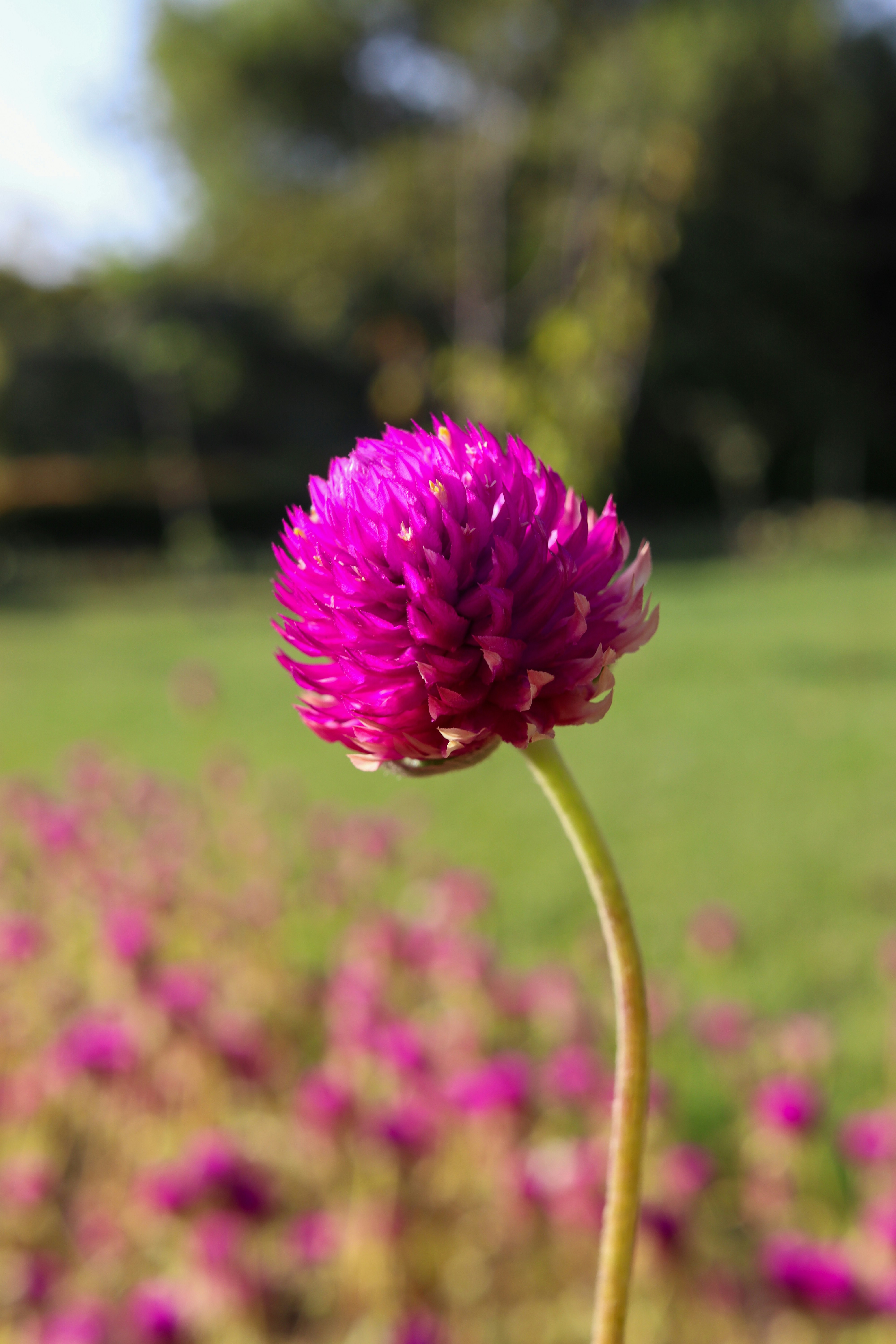 Magenta Globe-Flower in a Sunlit Meadow: A Macro Moment of Color and Depth