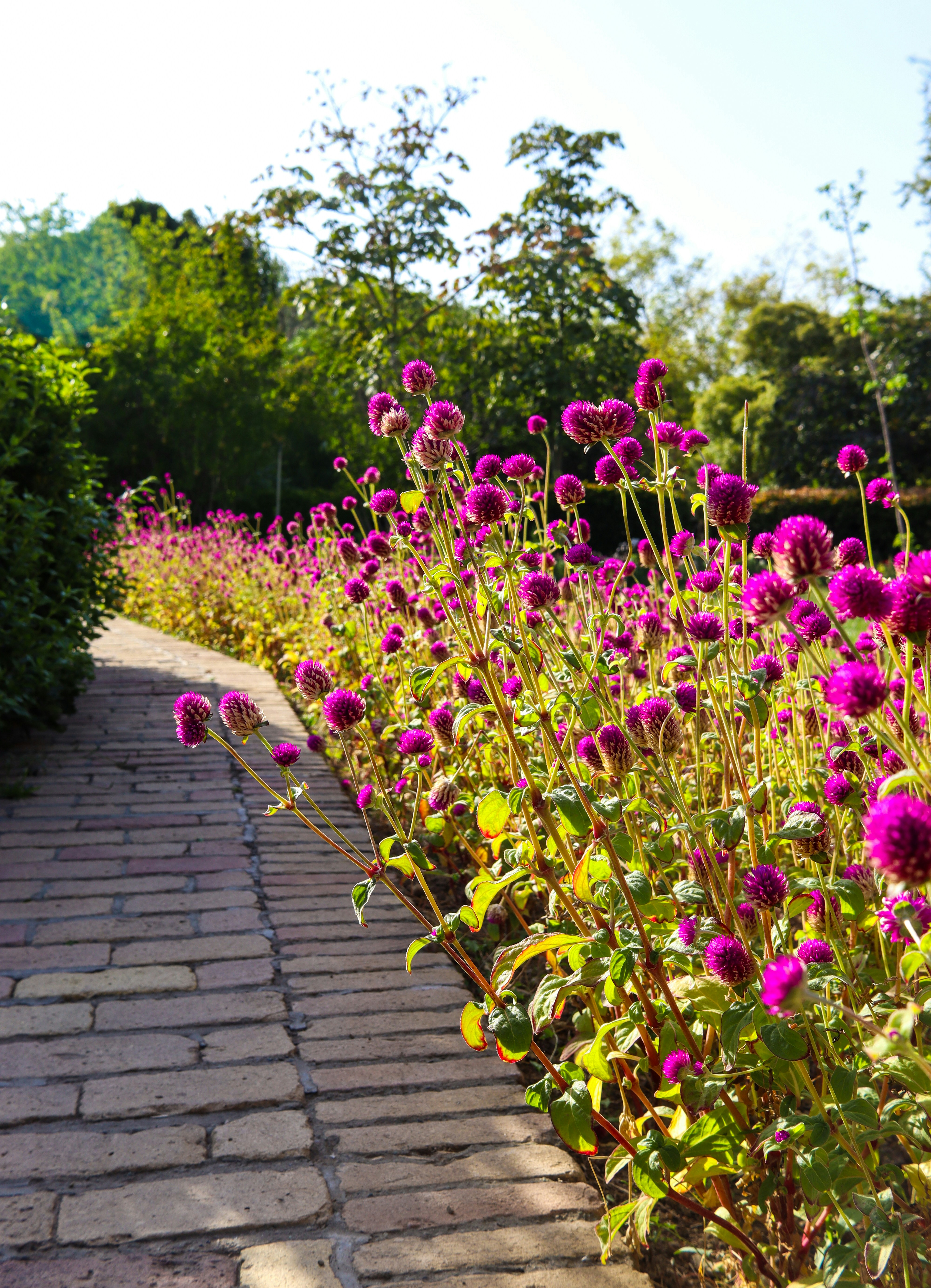 Photo by Mr. Pugo with Canon EOS 250D