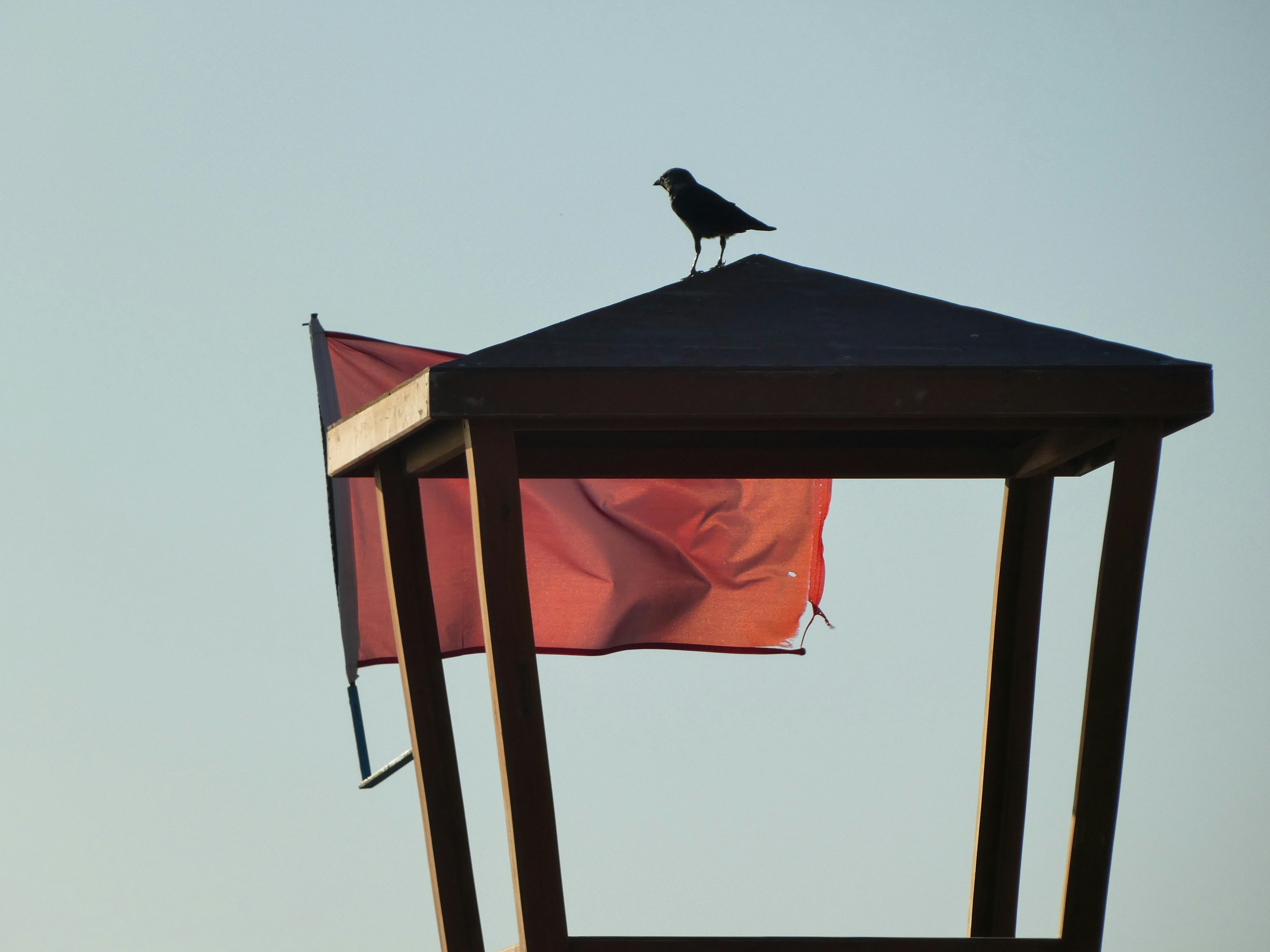 A crow on the lifeguard tower | Bird perched atop a lifeguard tower with red flags.