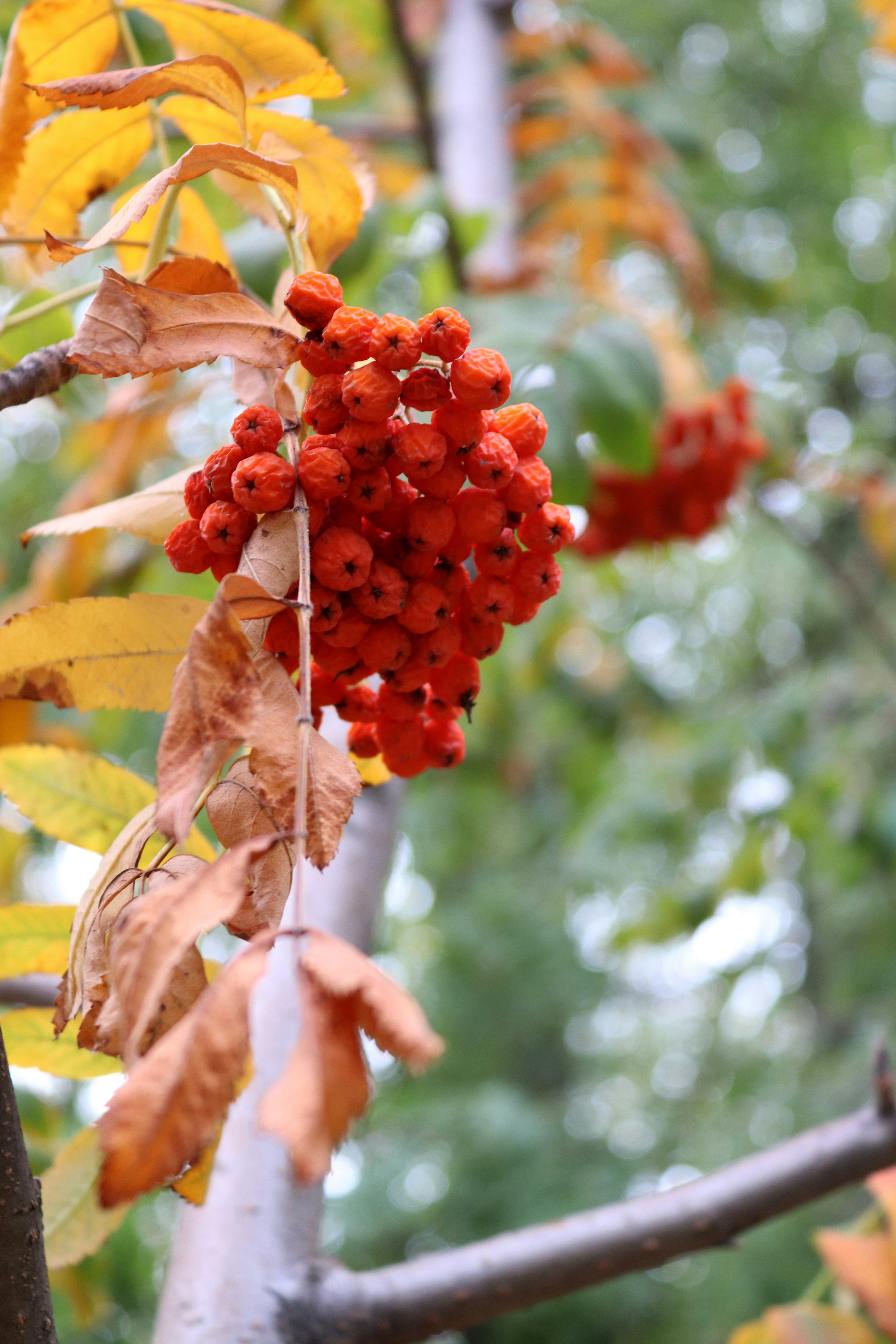 Bright red berries nestled among yellowing leaves, showcasing the transition of seasons. The natural elements create a striking contrast.