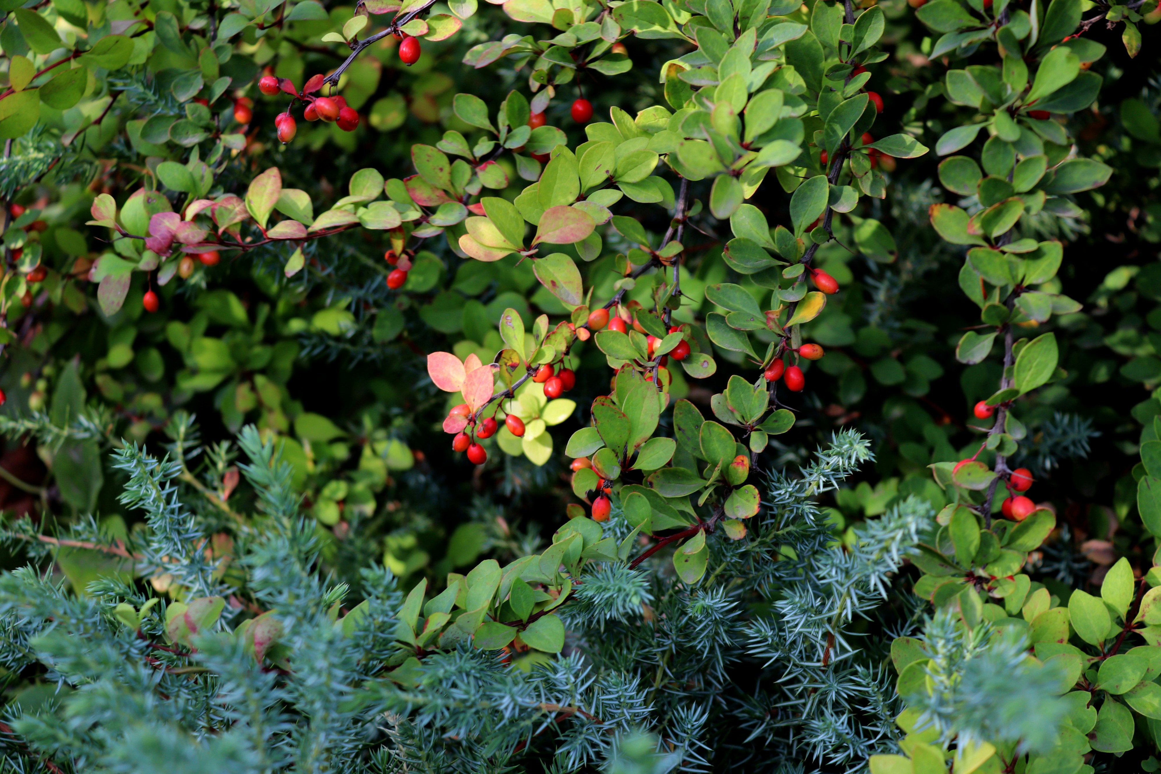 Lush green foliage interspersed with vibrant red berries, creating a rich tapestry of colors in a garden setting.