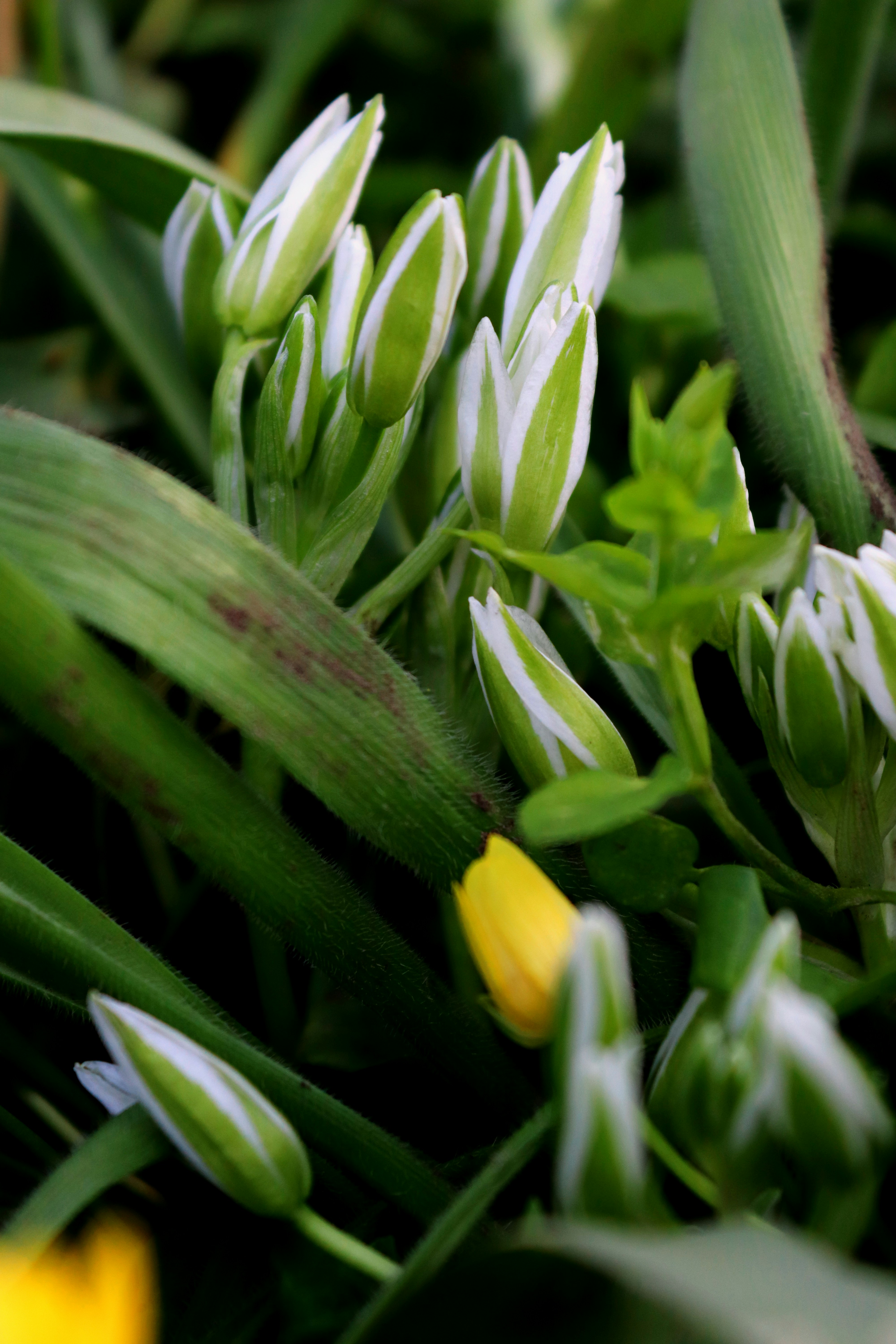 White and green flower buds surrounded by green leaves.